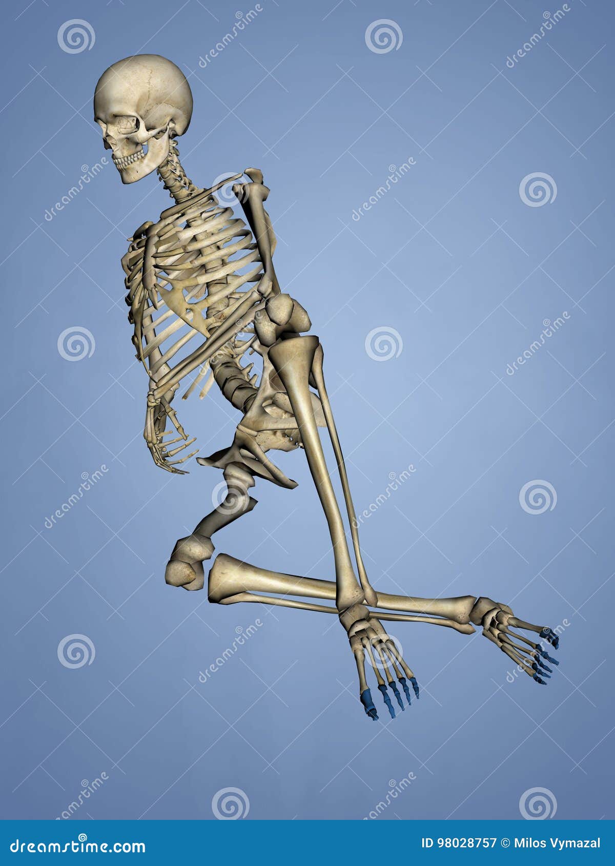 Phalanges of Foot, 3D Model Stock Illustration - Illustration of ...