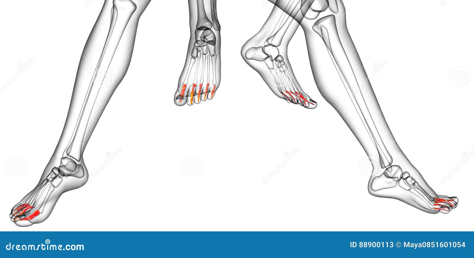 Phalanges Of Foot, 3D Model Stock Photography | CartoonDealer.com #98028206