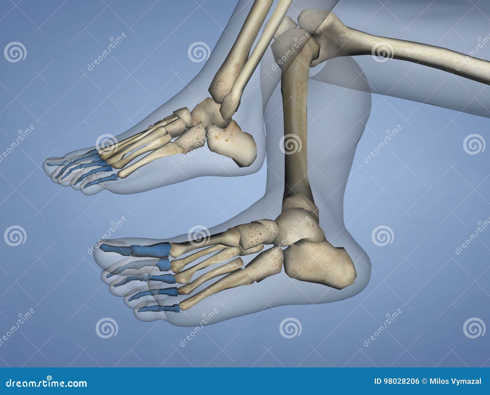 Phalanges Van Voet, 3D Model Stock Illustratie - Illustration of skelet ...