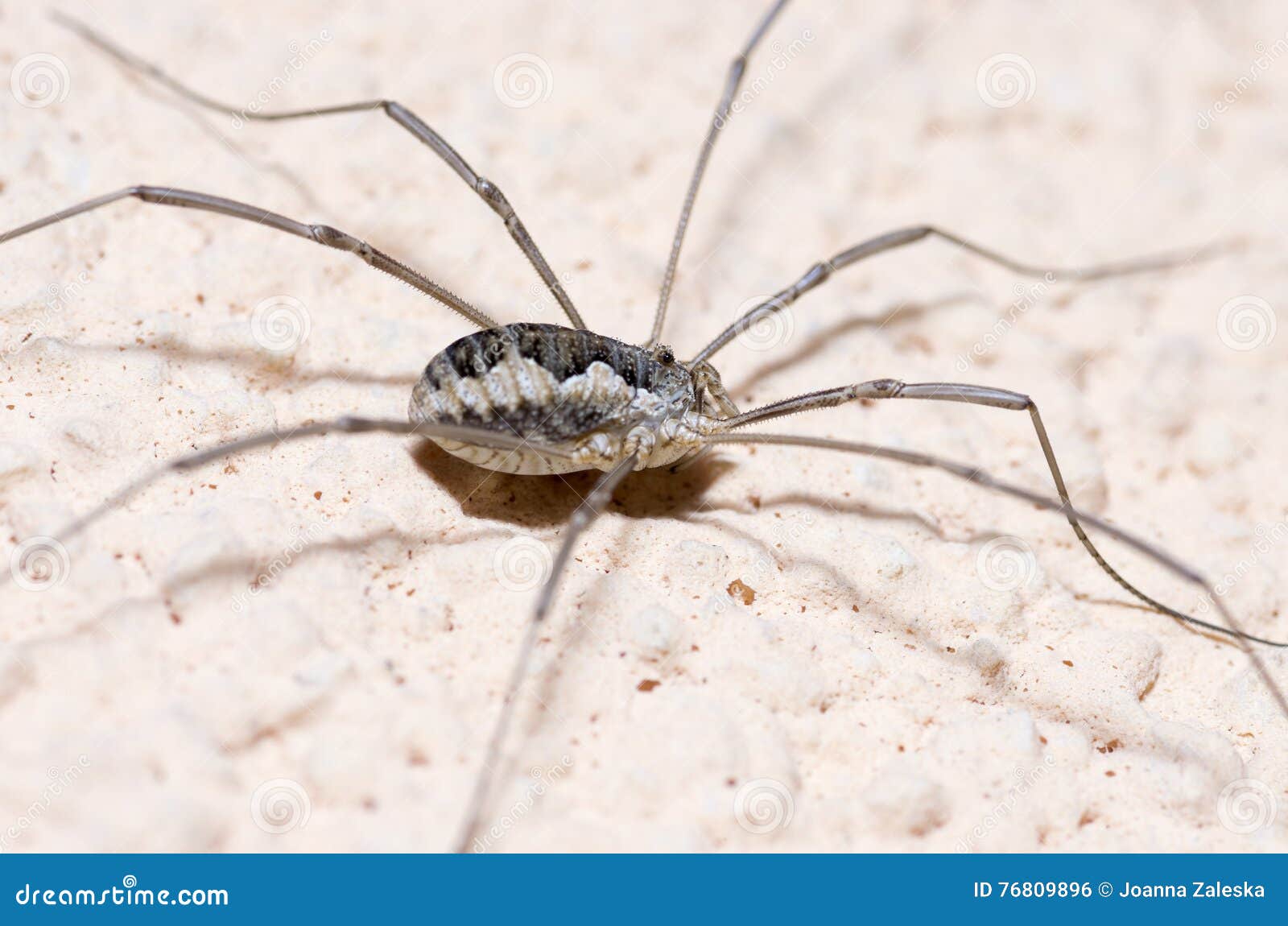 Phalangium Opilio the Harvestman Arachnid Stock Photo - Image of ...