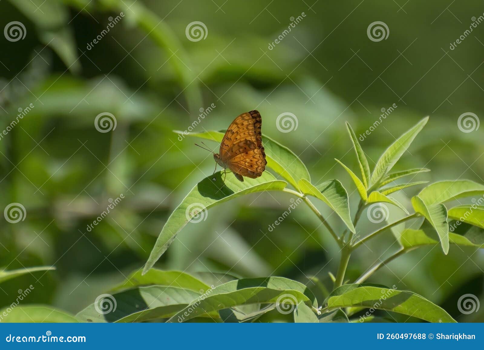 Phalanta Phalantha or Common Leopard or Spotted Rustic Butterfly Stock ...