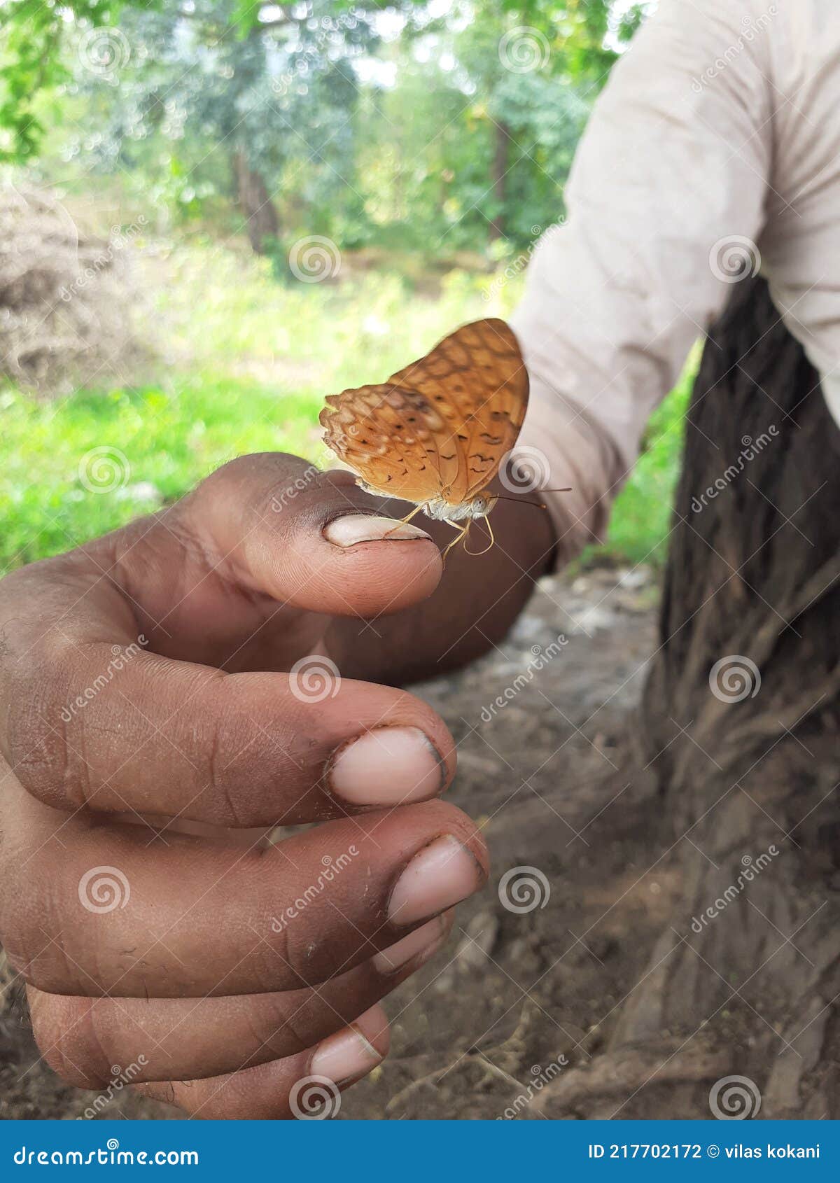 Phalanta Phalantha, the Common Leopard or Spotted Rustic in India Stock ...