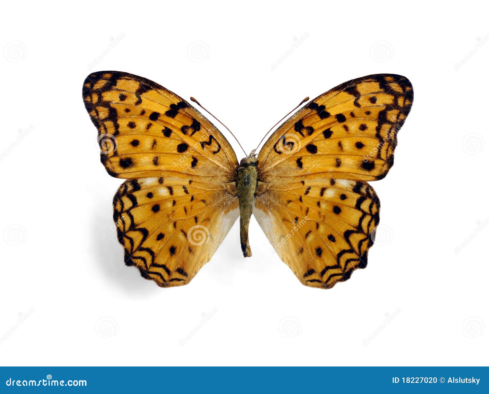 Phalantha Van Phalanta Van De Vlinder (wijfje) Stock Foto - Image of ...