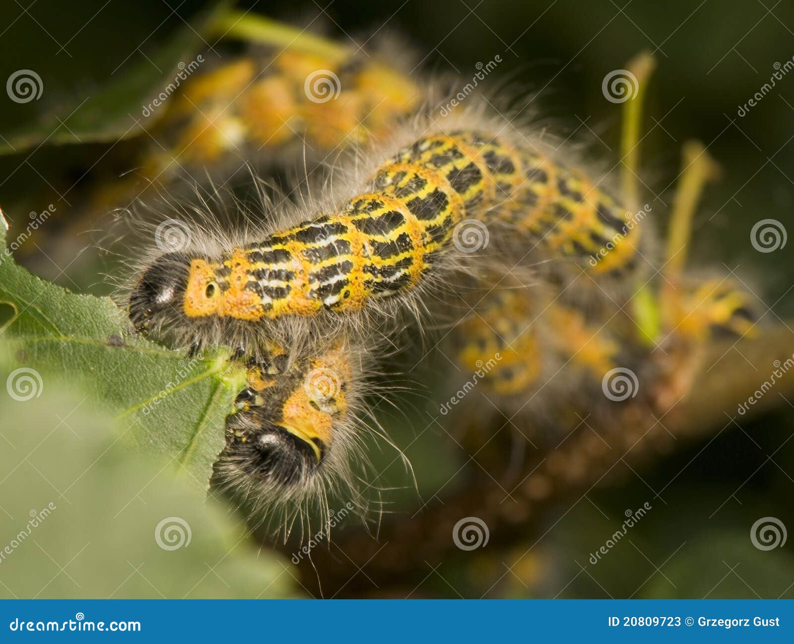 Phalera bucephala stock image. Image of butterfly, pest - 20809723