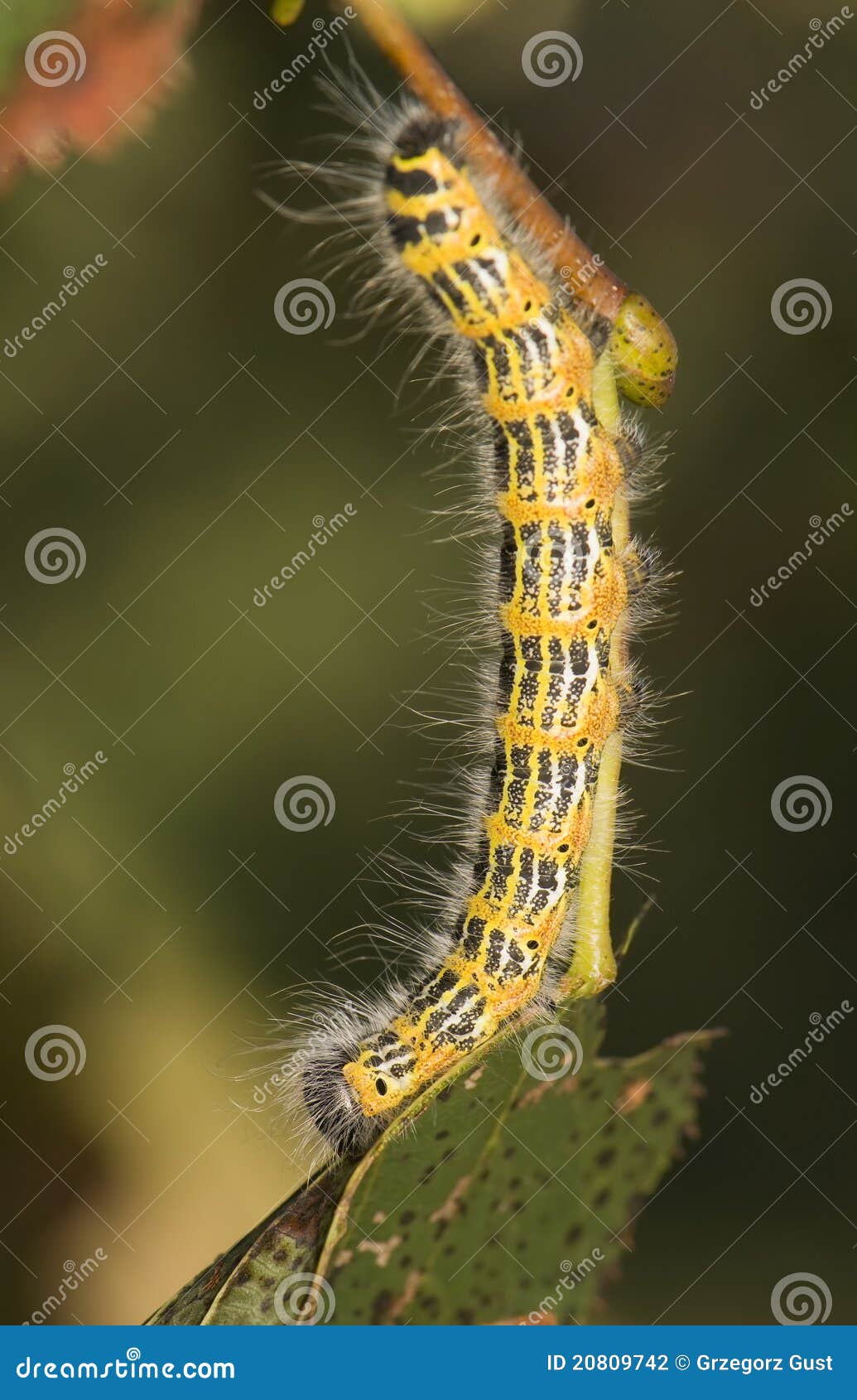 Phalera bucephala stock photo. Image of animal, moth - 20809742