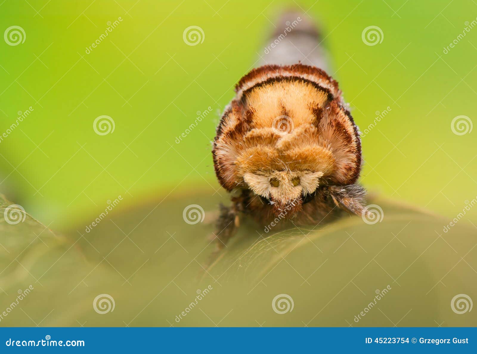 Phalera bucephala stock photo. Image of wings, close - 45223754