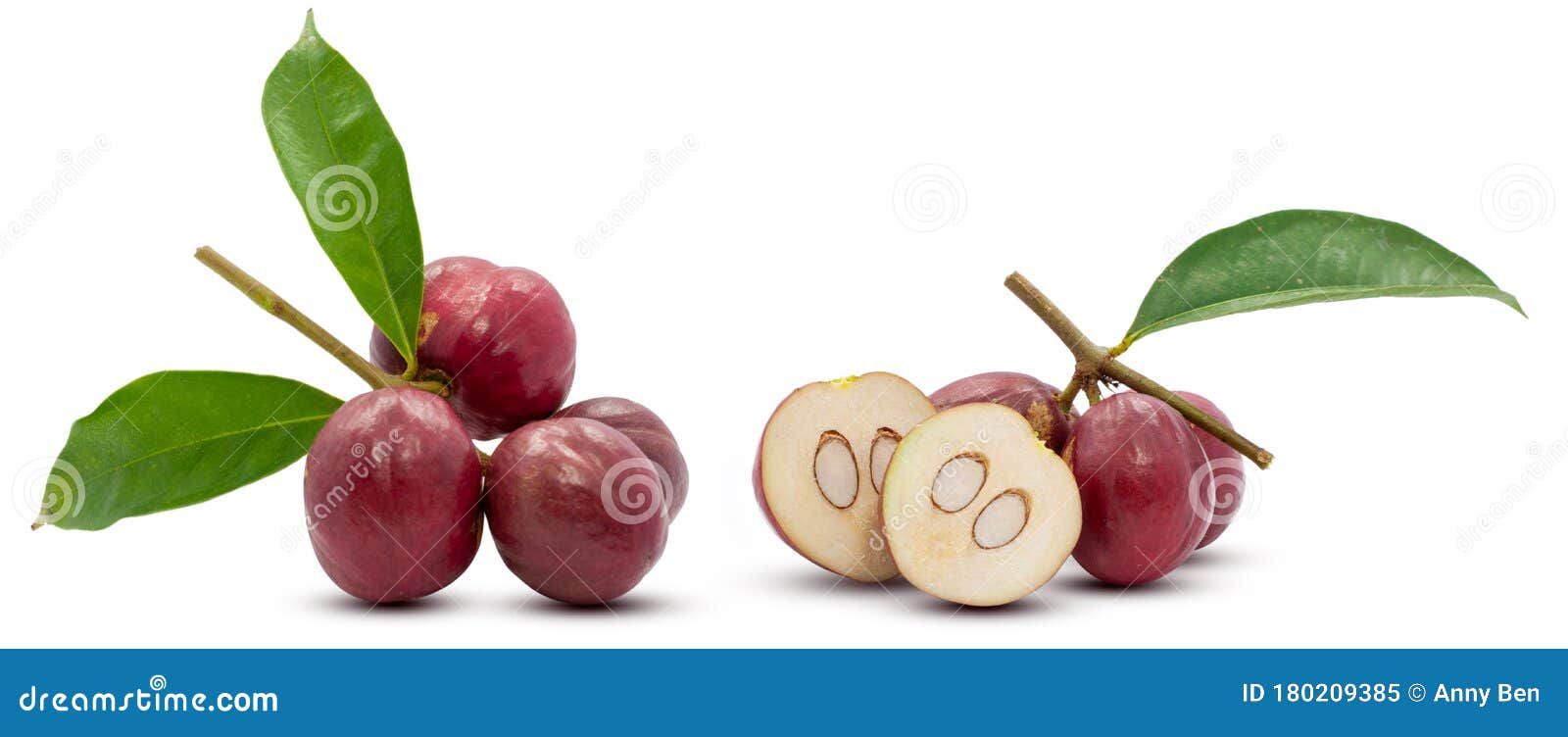 Phaleria Macrocarpa Fruit or God`s Crown Fruit Isolated on White Stock ...