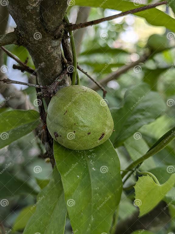Phaleria Macrocarpa Fruit before Ripen Stock Image - Image of plants ...