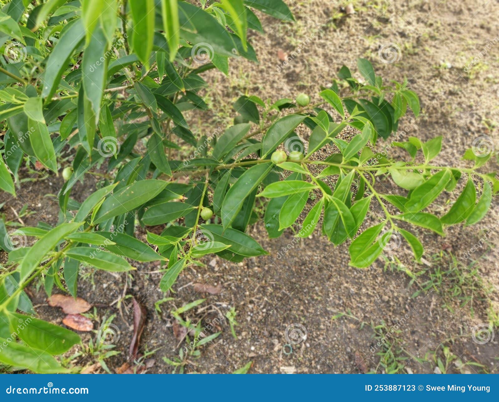 Phaleria Macrocarpa Groeit Uit De Grond Stock Afbeelding - Image of ...
