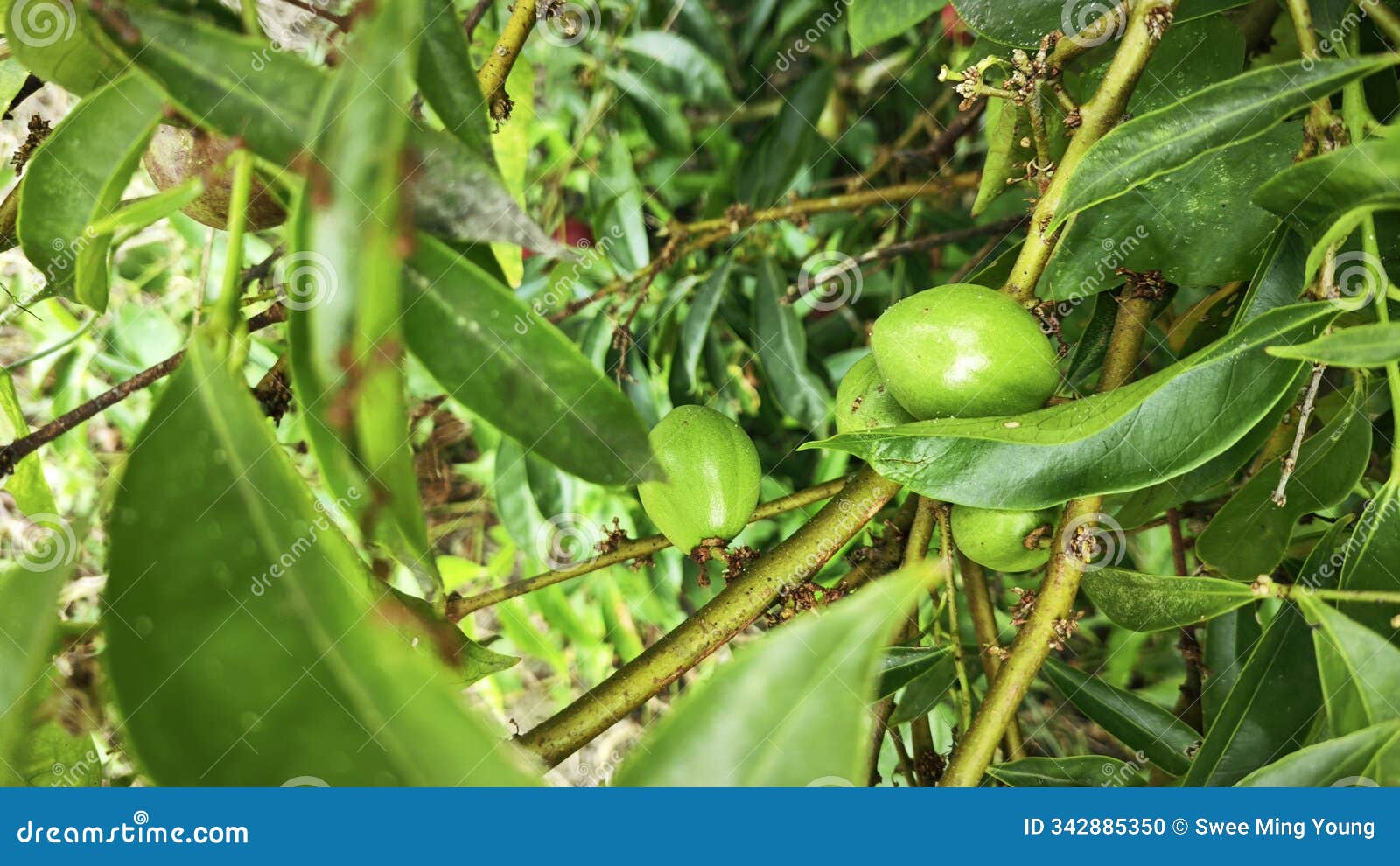 Phaleria Macrocarpa Herbal Tiny Look-like an Apple Fruit Plant. Stock ...