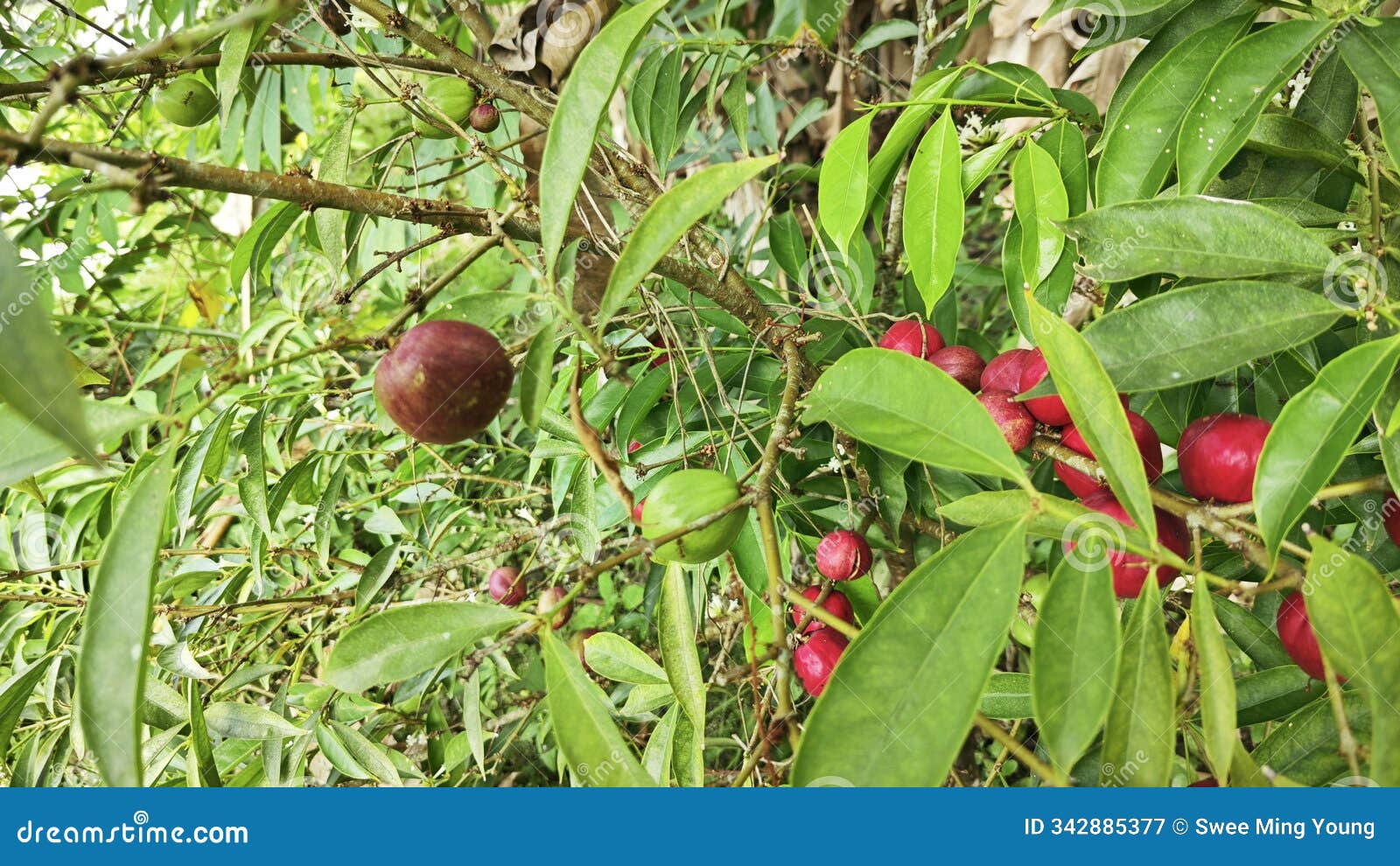 Phaleria Macrocarpa Herbal Tiny Look-like an Apple Fruit Plant. Stock ...