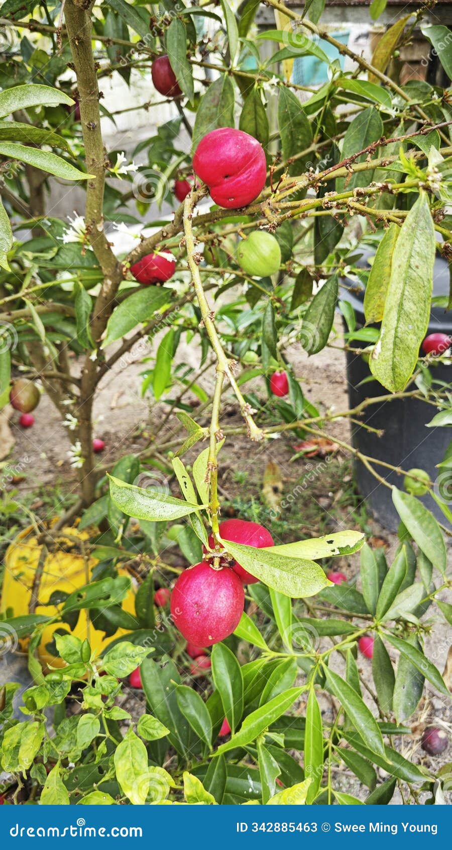 Phaleria Macrocarpa Herbal Tiny Look-like an Apple Fruit Plant. Stock ...