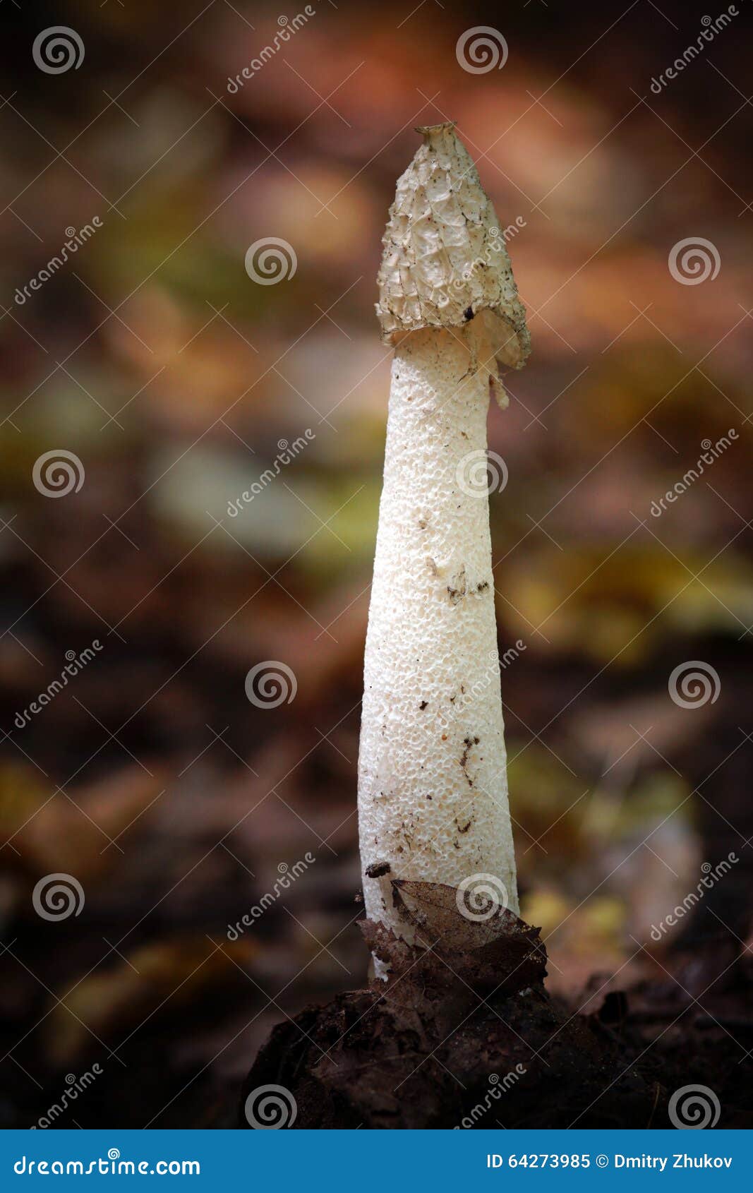 Phallus Impudicus stock image. Image of close, white - 64273985