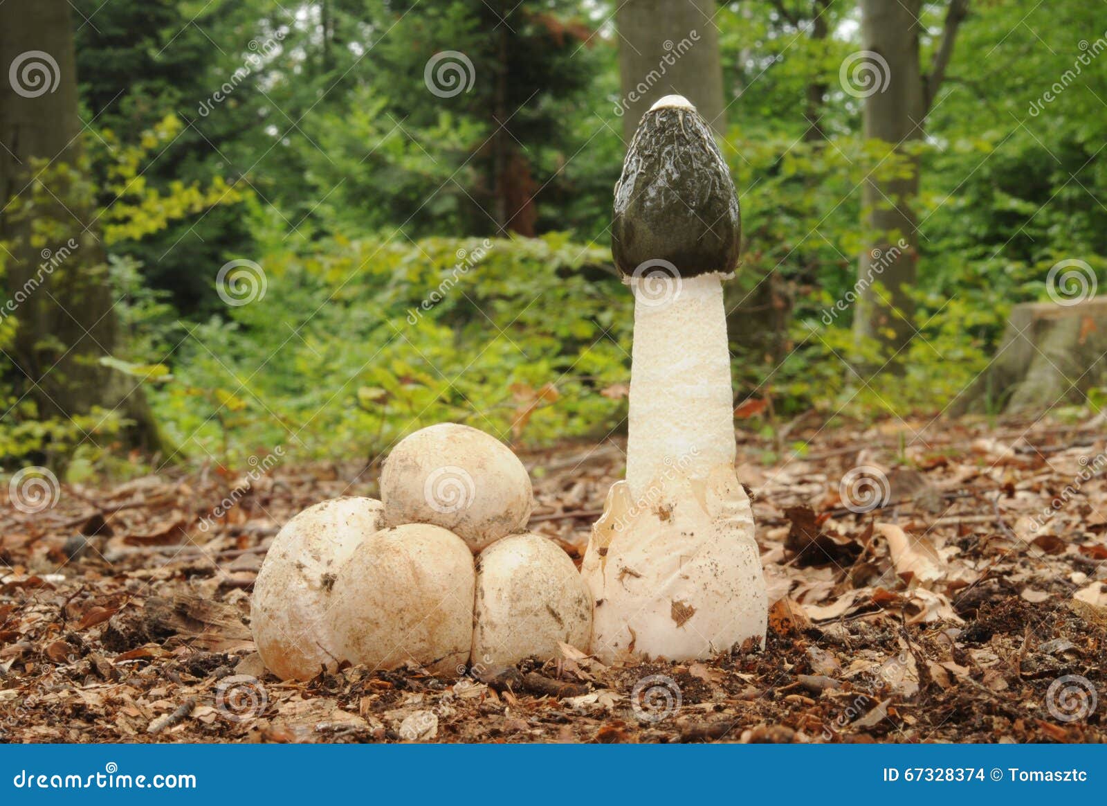 Phallus impudicus stock photo. Image of common, ground - 67328374