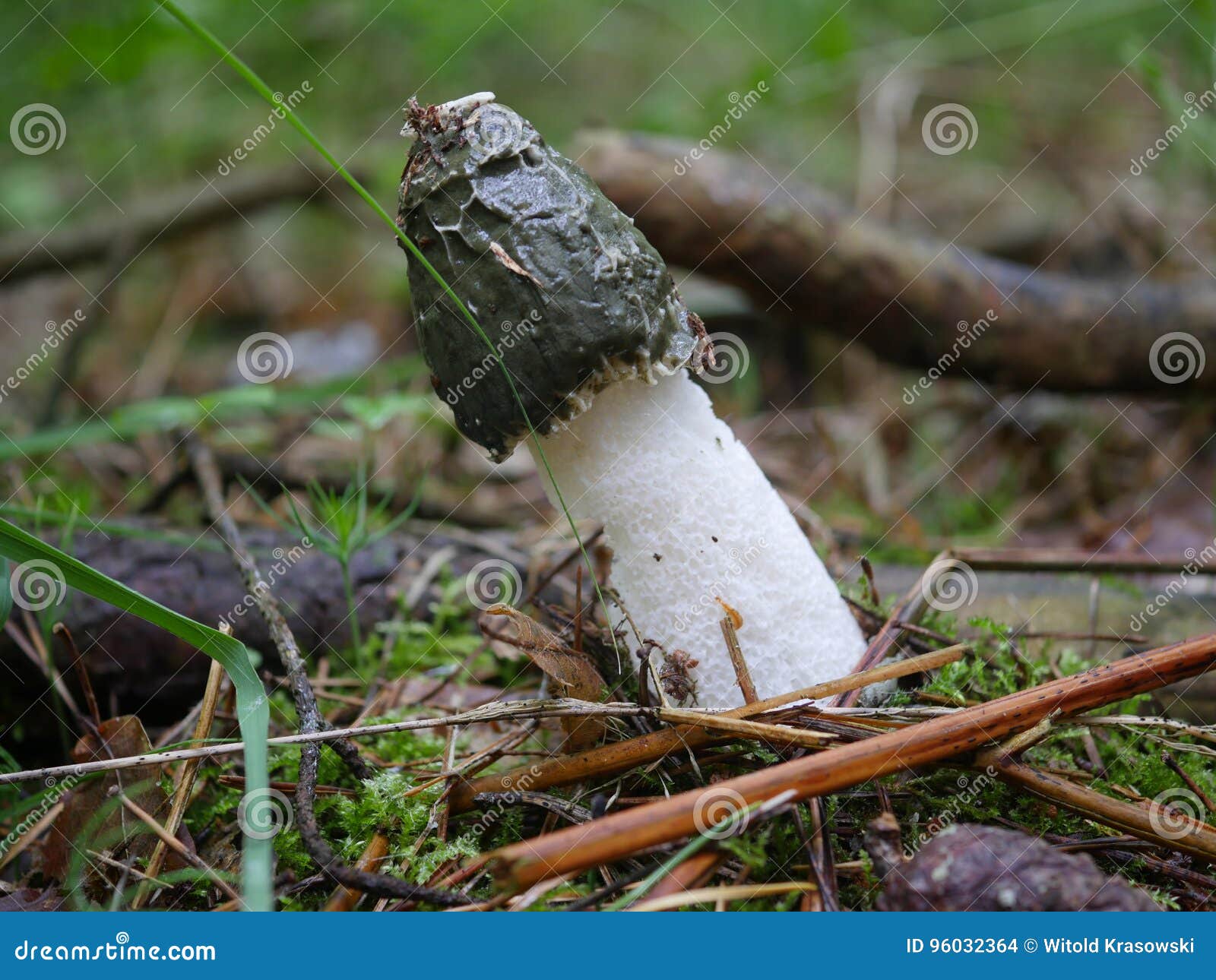 Phallus impudicus mushroom stock photo. Image of fresh - 96032364
