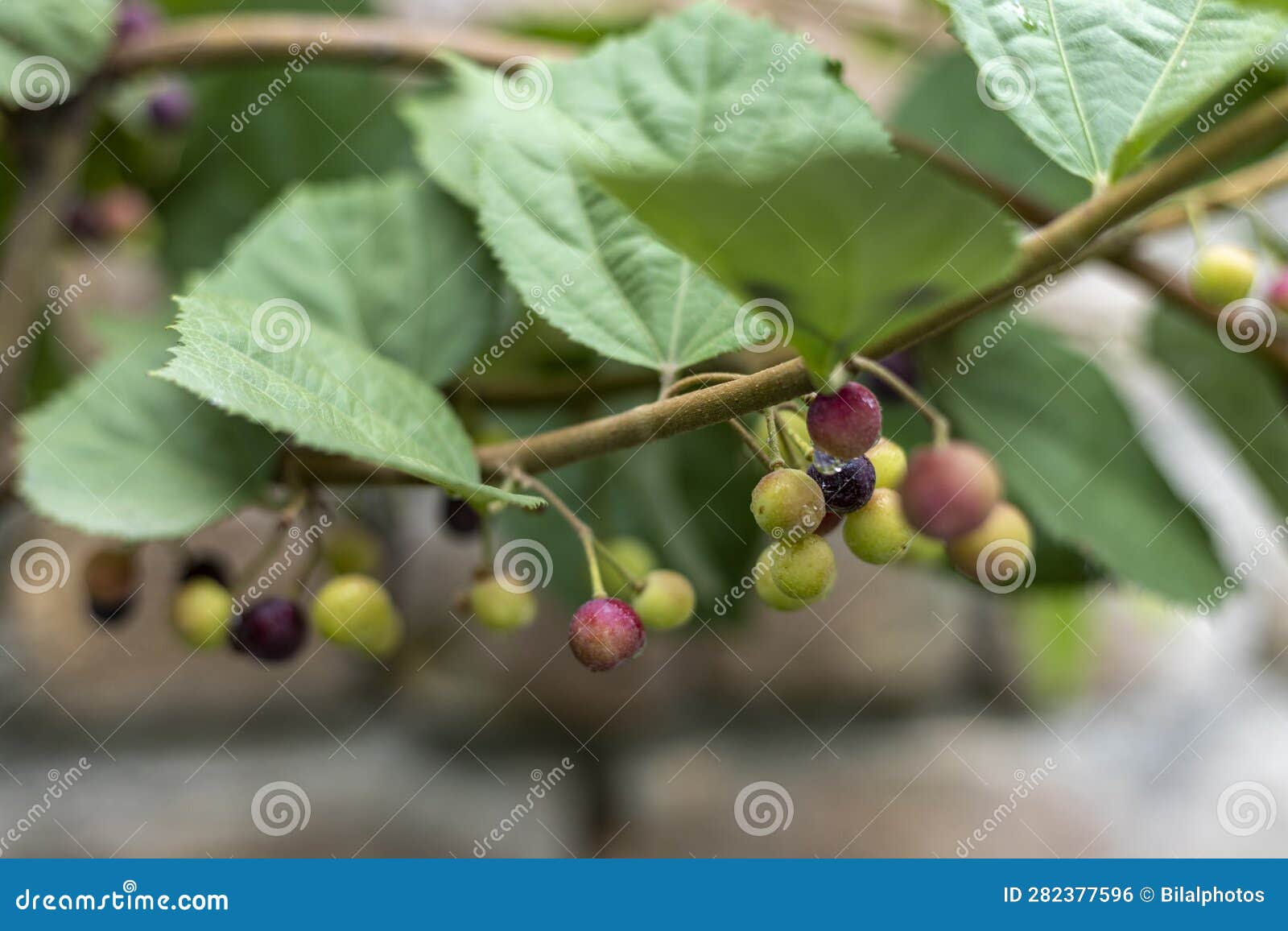 Phalsa Grewia Asiatica Branch Full with Unripe Fruit. Selective Focus ...