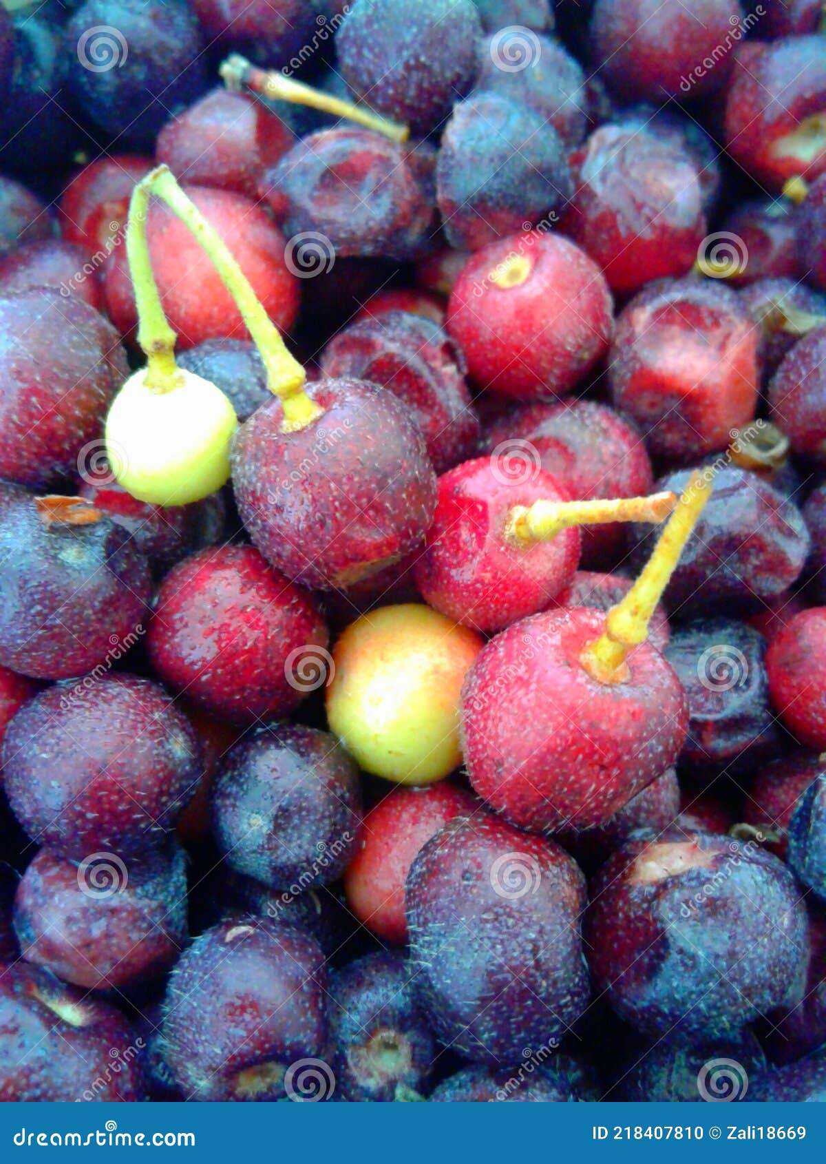 Phalsa sweet fruit stock photo. Image of produce, fruit - 218407810