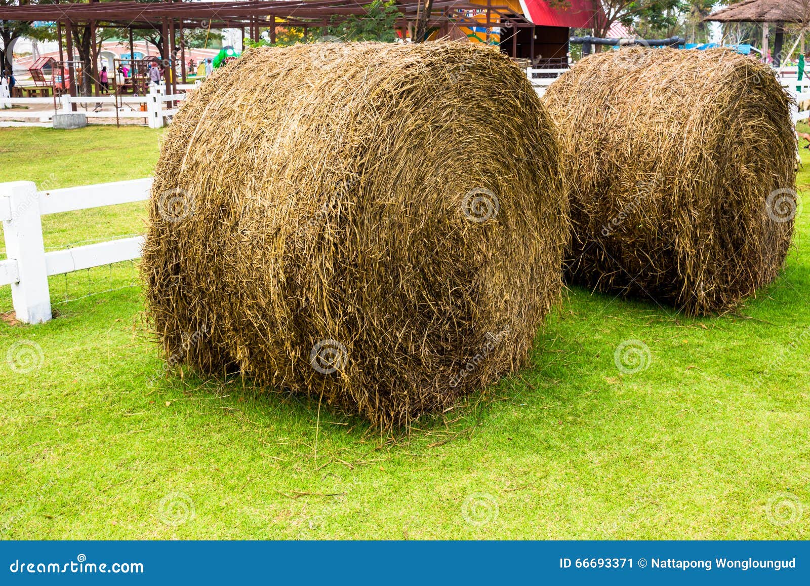 Pham sheep straw roll stock image. Image of horizon, prairie - 66693371