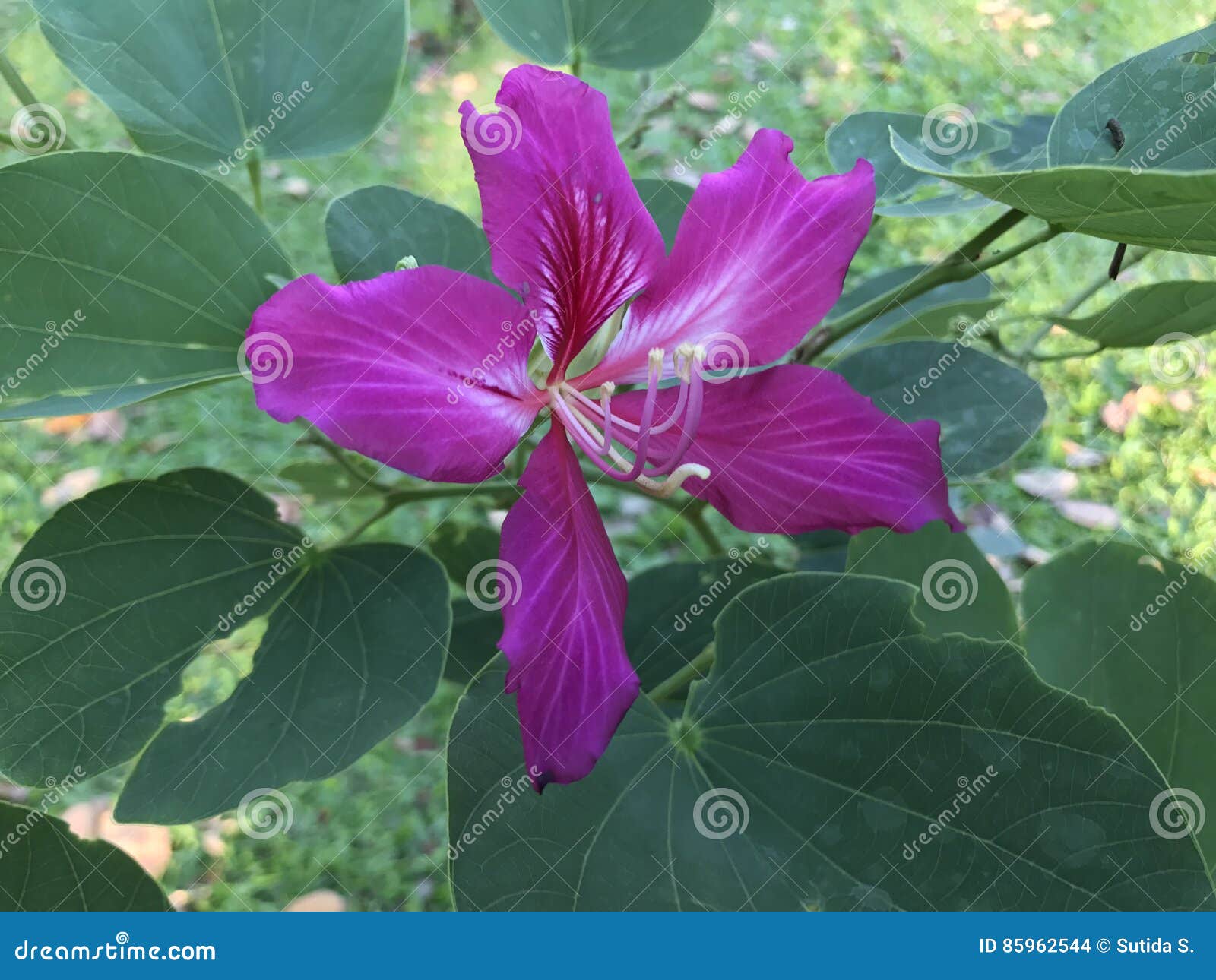 Phanera purpurea flower stock photo. Image of color, bauhinia - 85962544