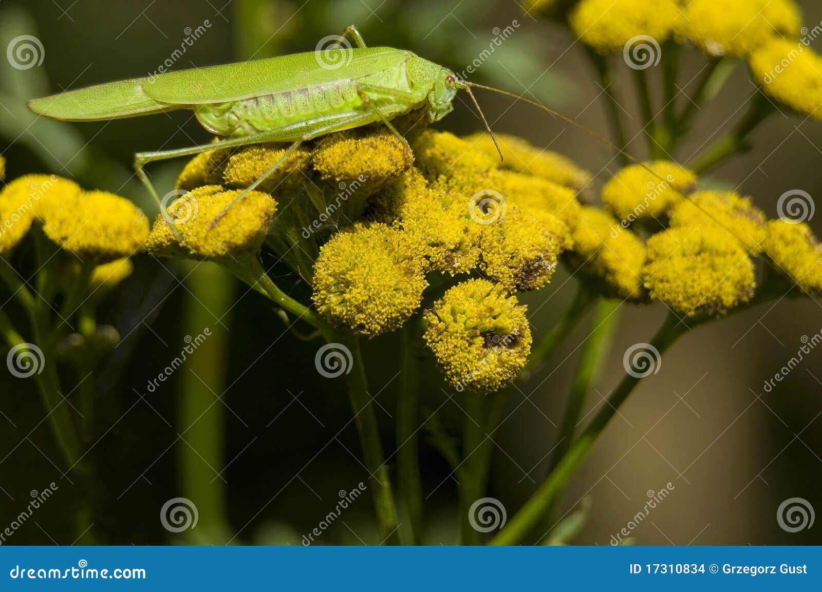 Phaneroptera falcata stock photo. Image of summer, phaneroptera - 17310834