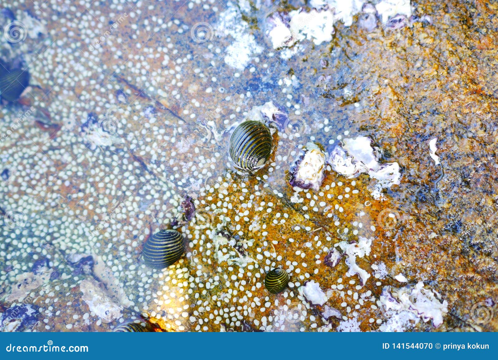 Phangnga Thailand stock photo. Image of basin, shell - 141544070