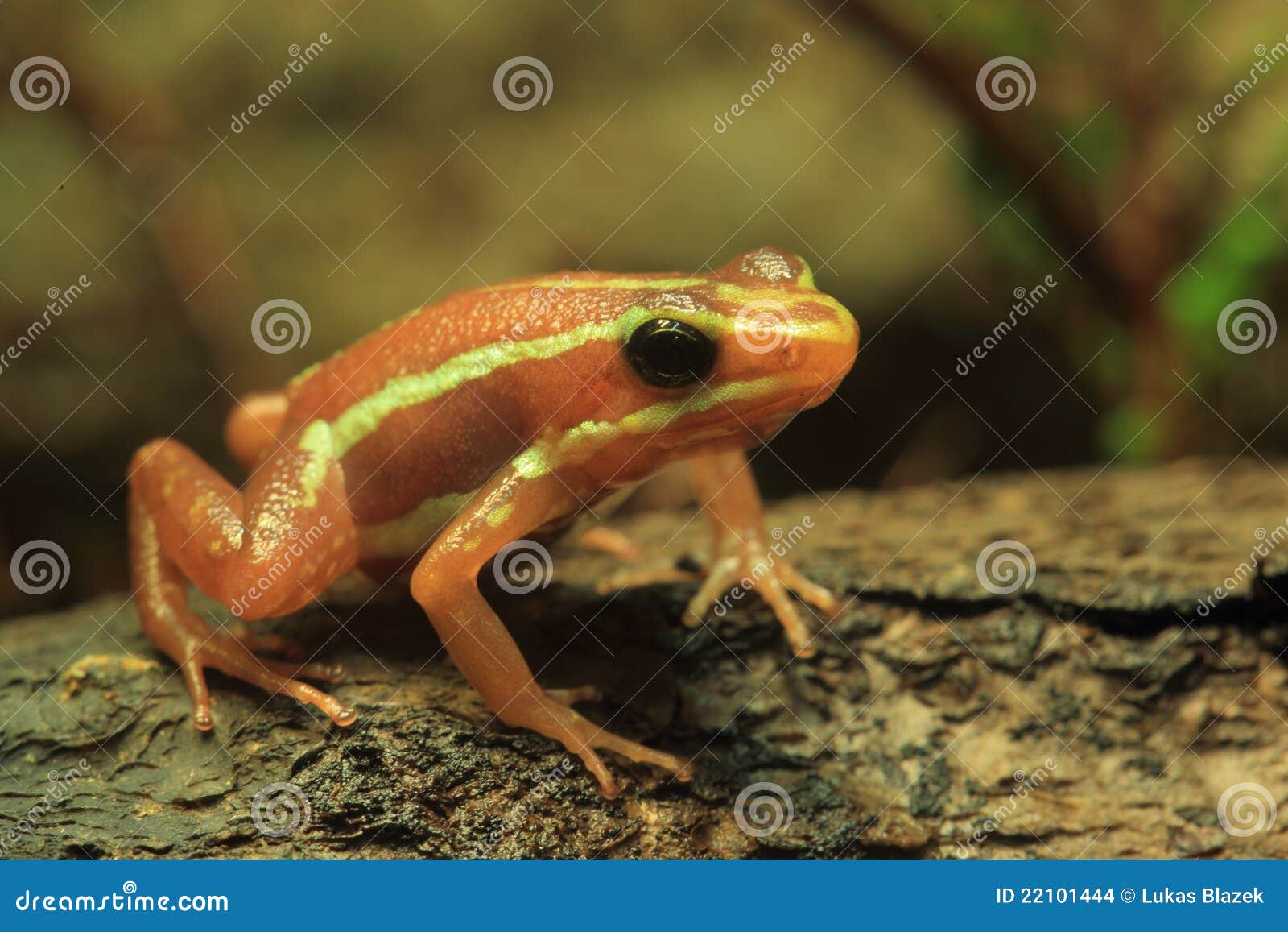 Phantasmal poison frog stock photo. Image of frog, sitting - 22101444