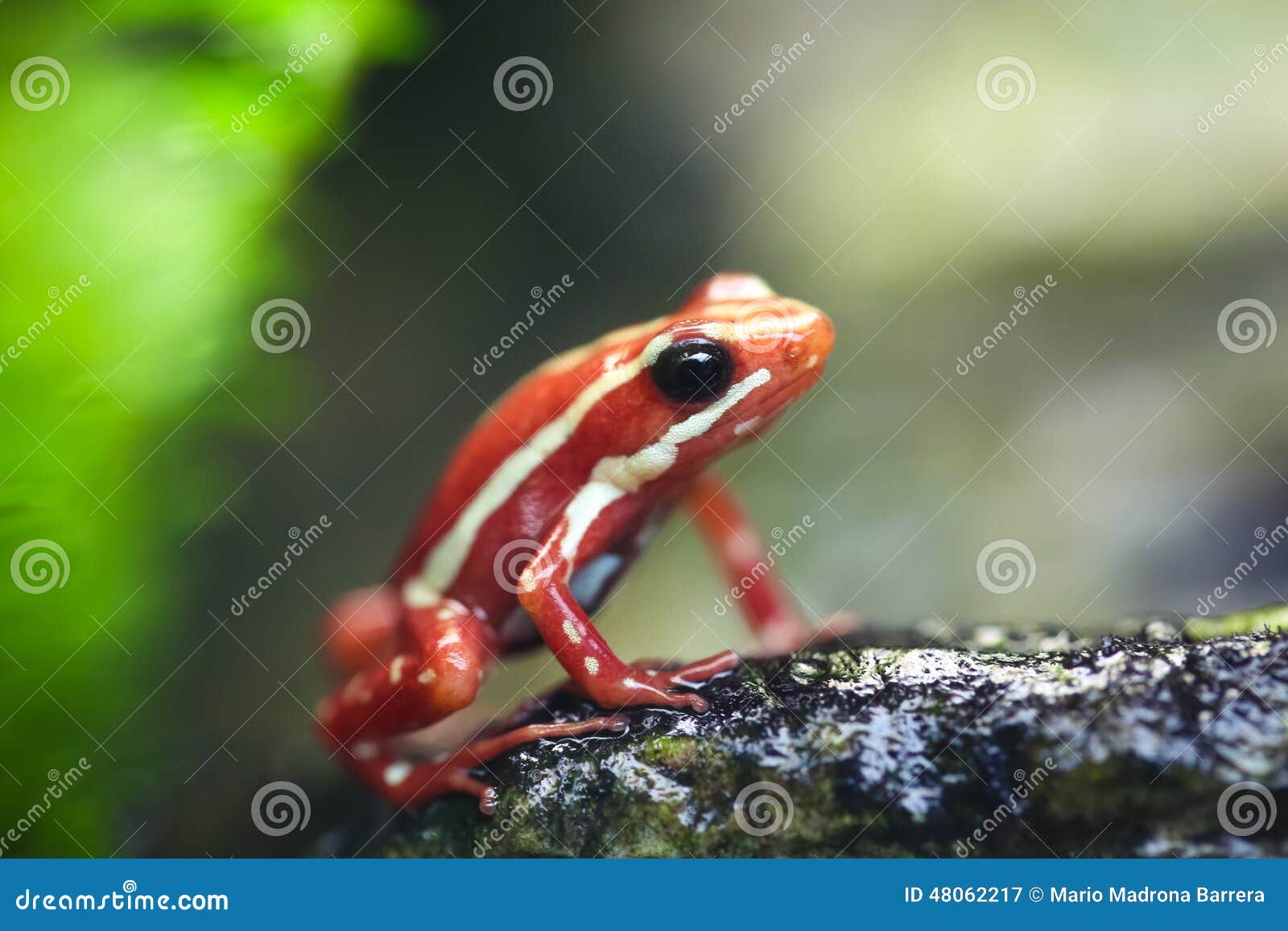 Phantasmal Poison Frog, Epipedobates Tricolor, Adult, Venomous Frog ...