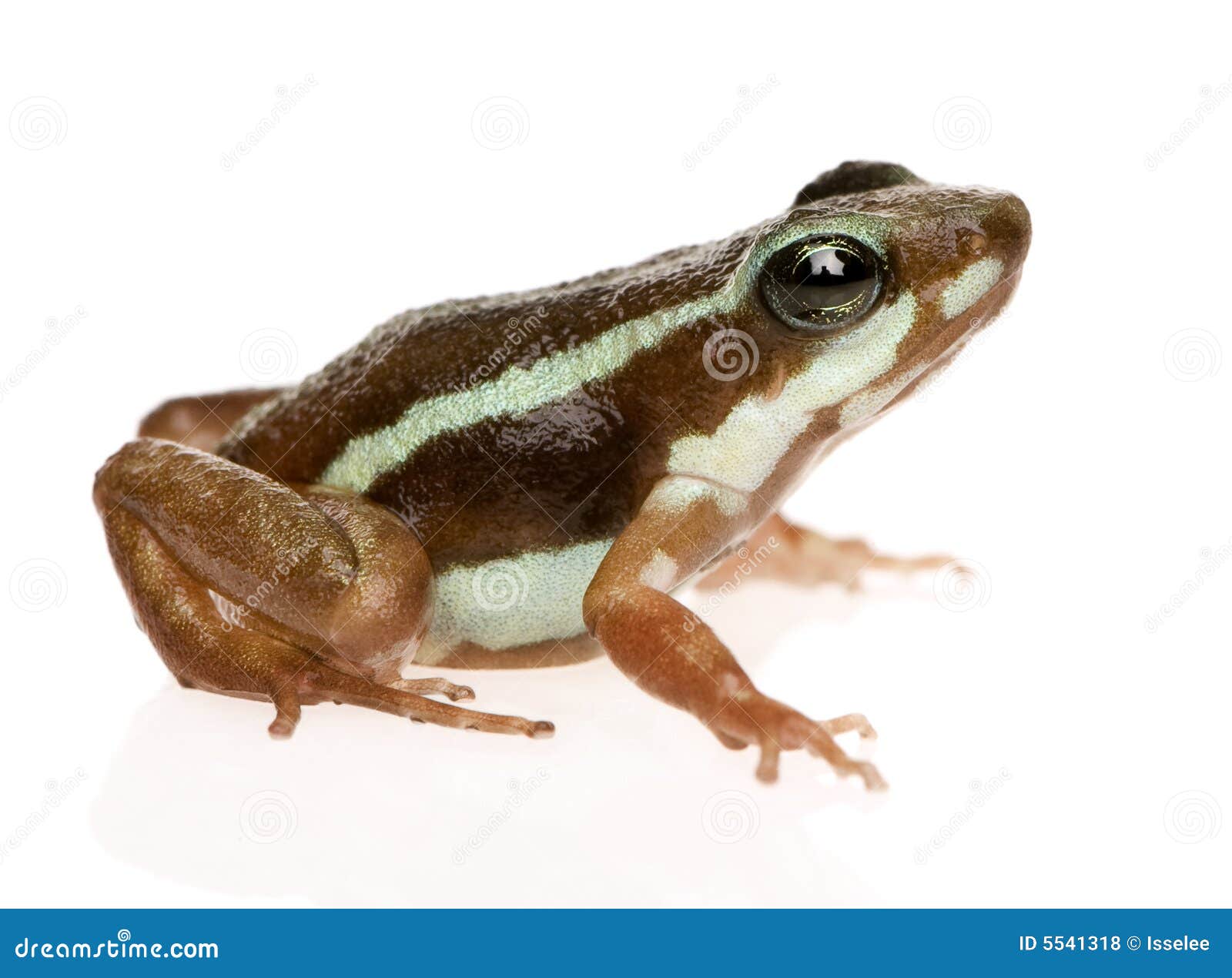 Phantasmal Poison Frog - Epipedobates Tricolor Stock Photo - Image of ...