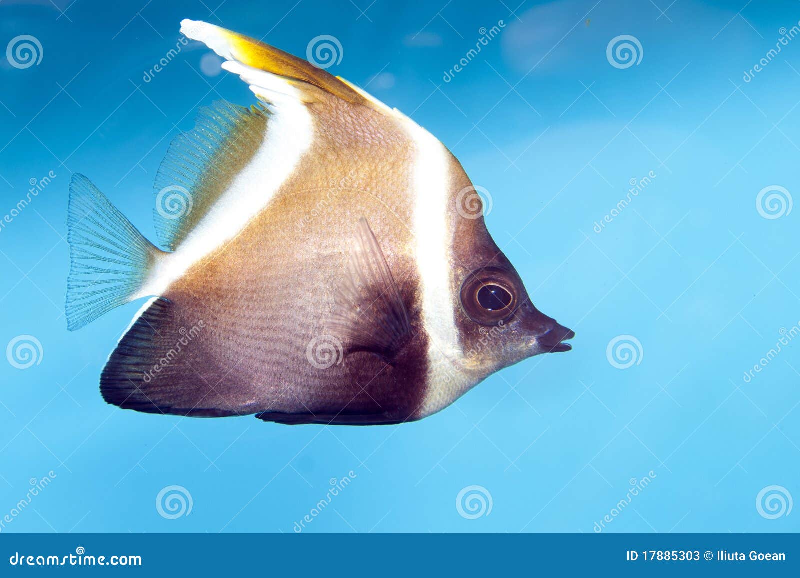 Phantom Bannerfish (Heniochus Pleurotaenia) Stock Image - Image of fish ...