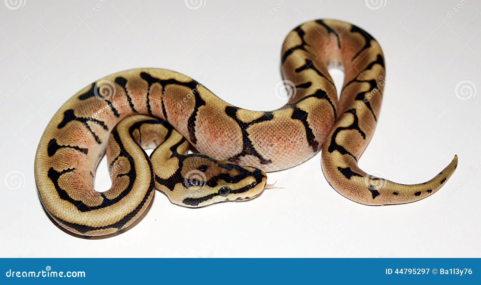 Phantom Spider Royal Python Hatchling Stock Image - Image of spider ...