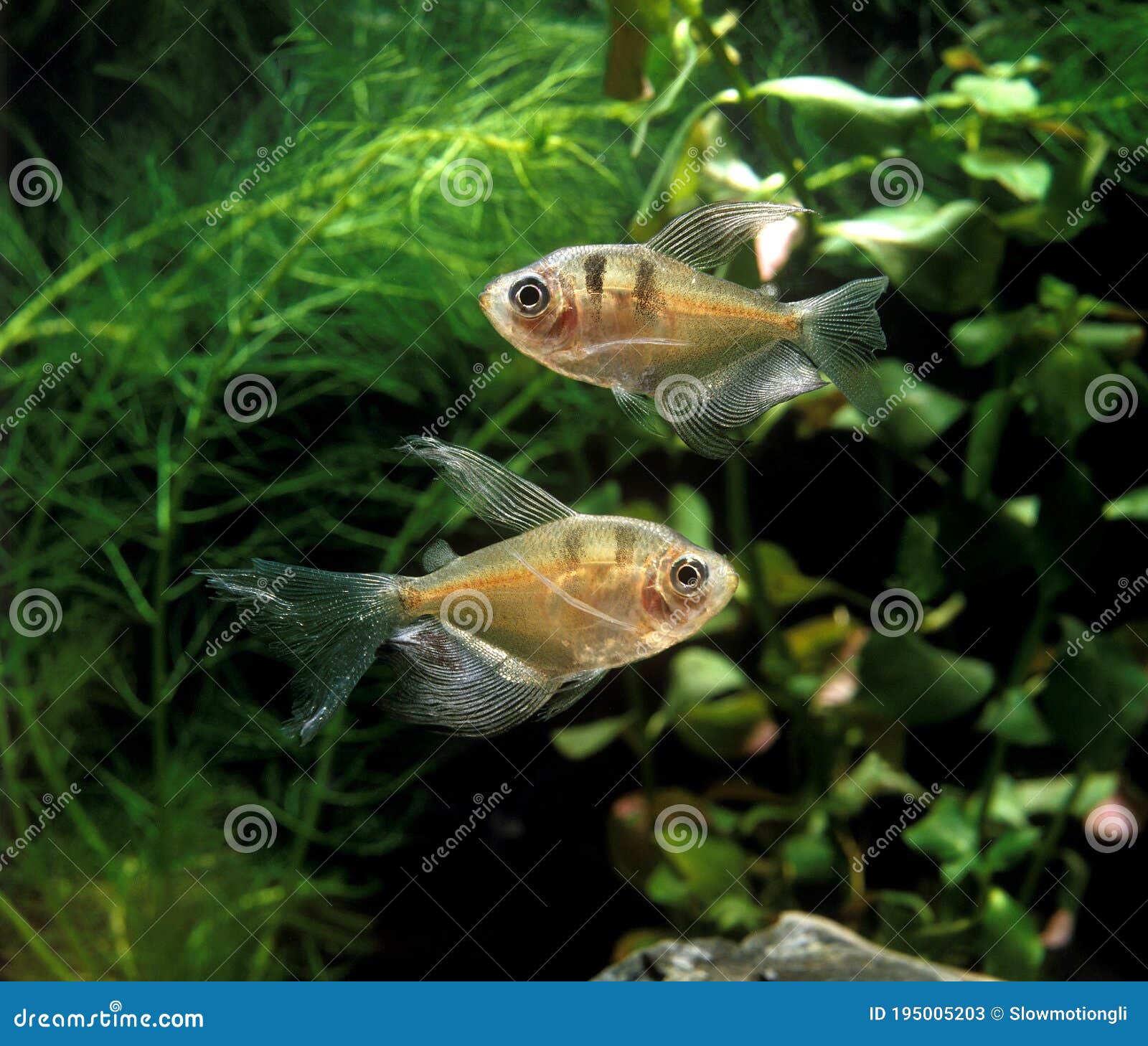 PHANTOM TETRA Megalamphodus Megalopterus Stock Image - Image of ...