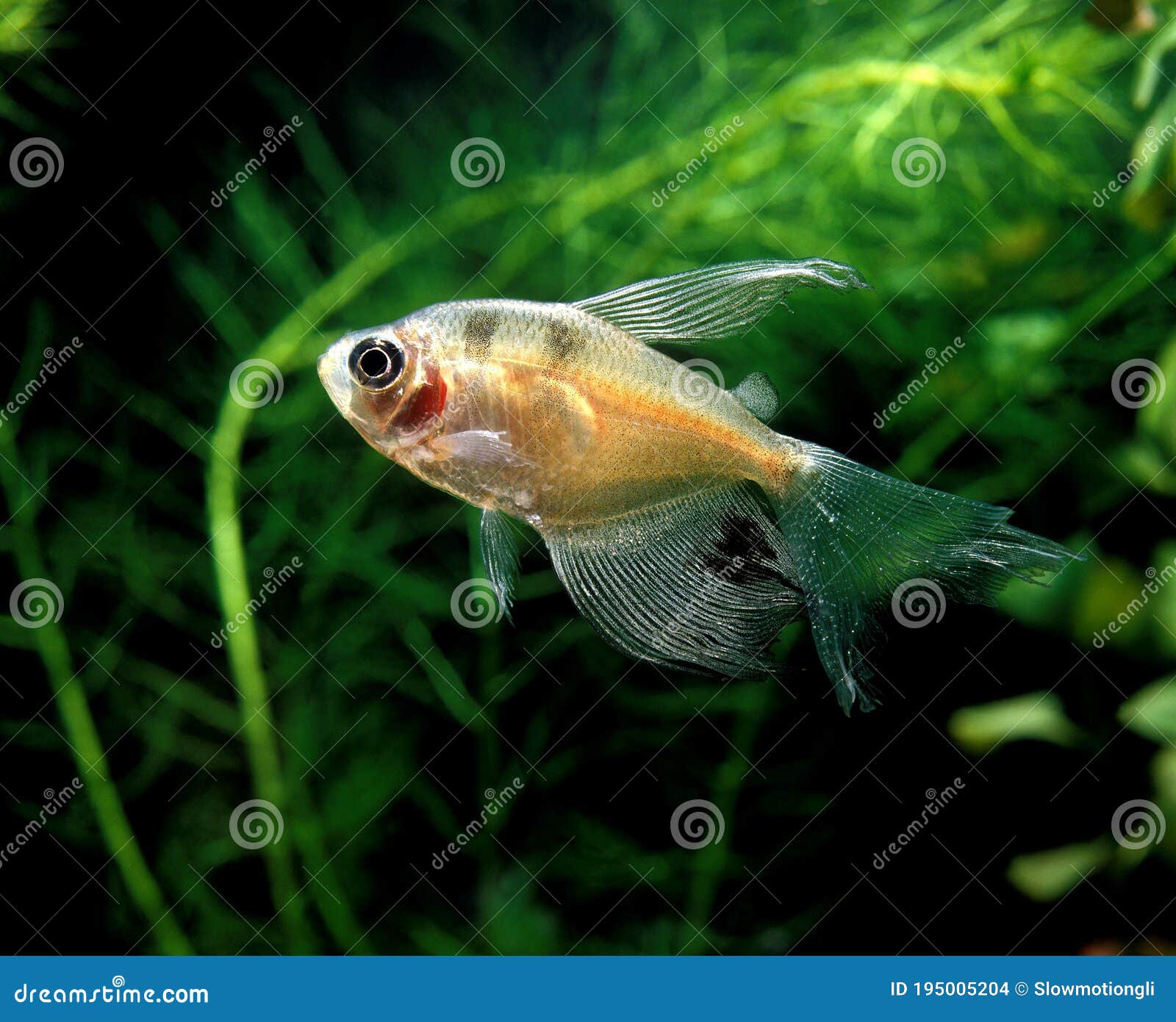 Red Phantom Tetra Fish Royalty-Free Stock Photography | CartoonDealer ...