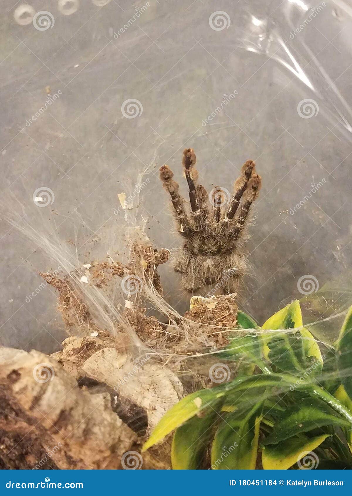 Phantom the Tree Spider. stock photo. Image of food - 180451184