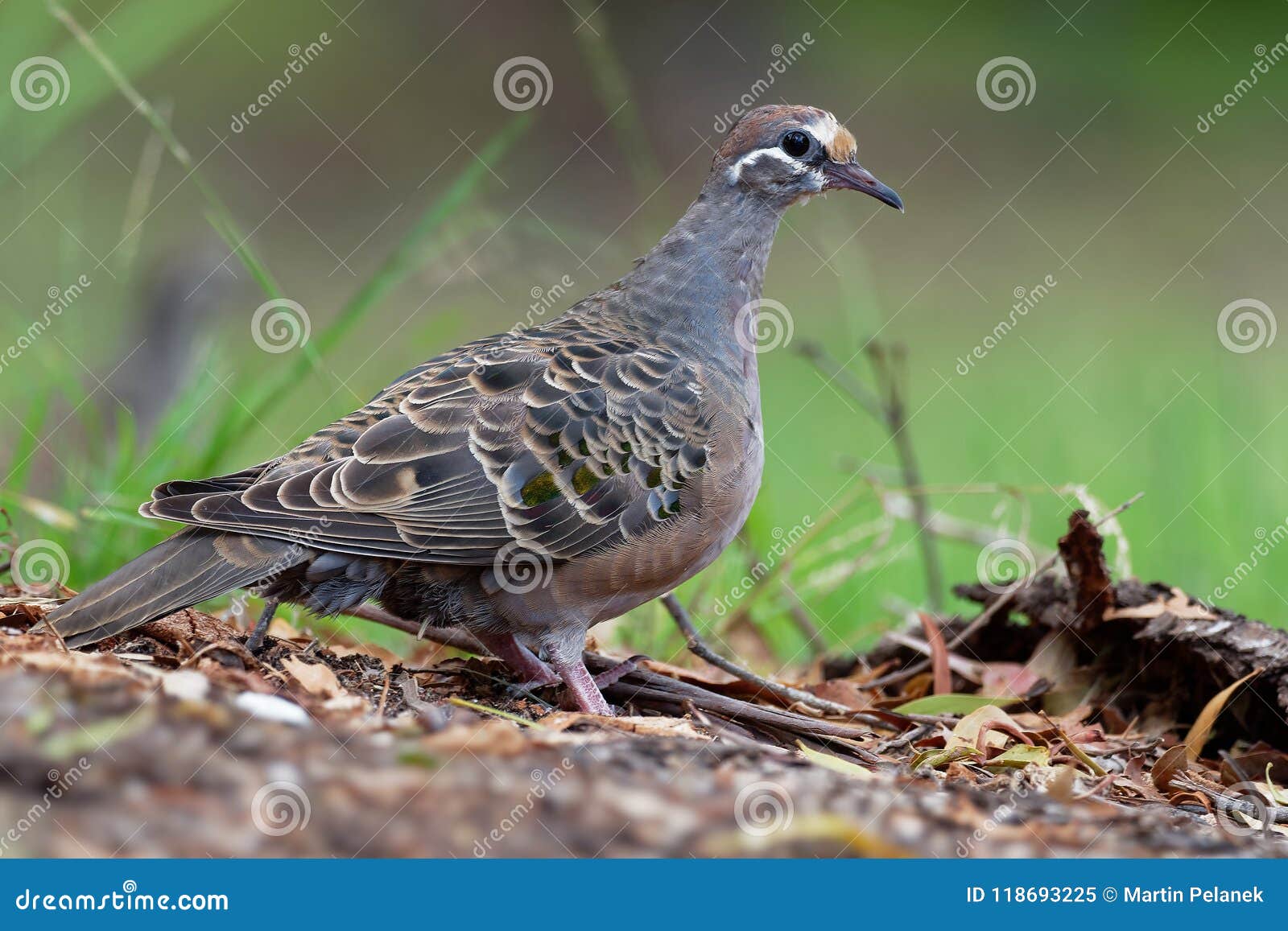 Phaps Chalcoptera - Common Bronzewing on the Grass in Australia Stock ...