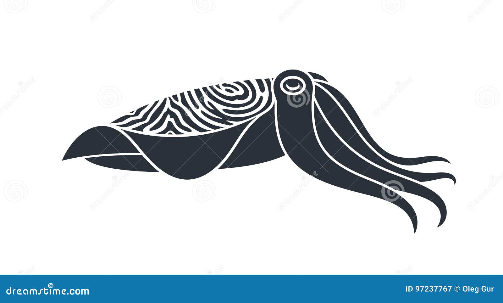 Pharaoh Cuttlefish. Isolated Cuttlefish On White Background Cartoon ...