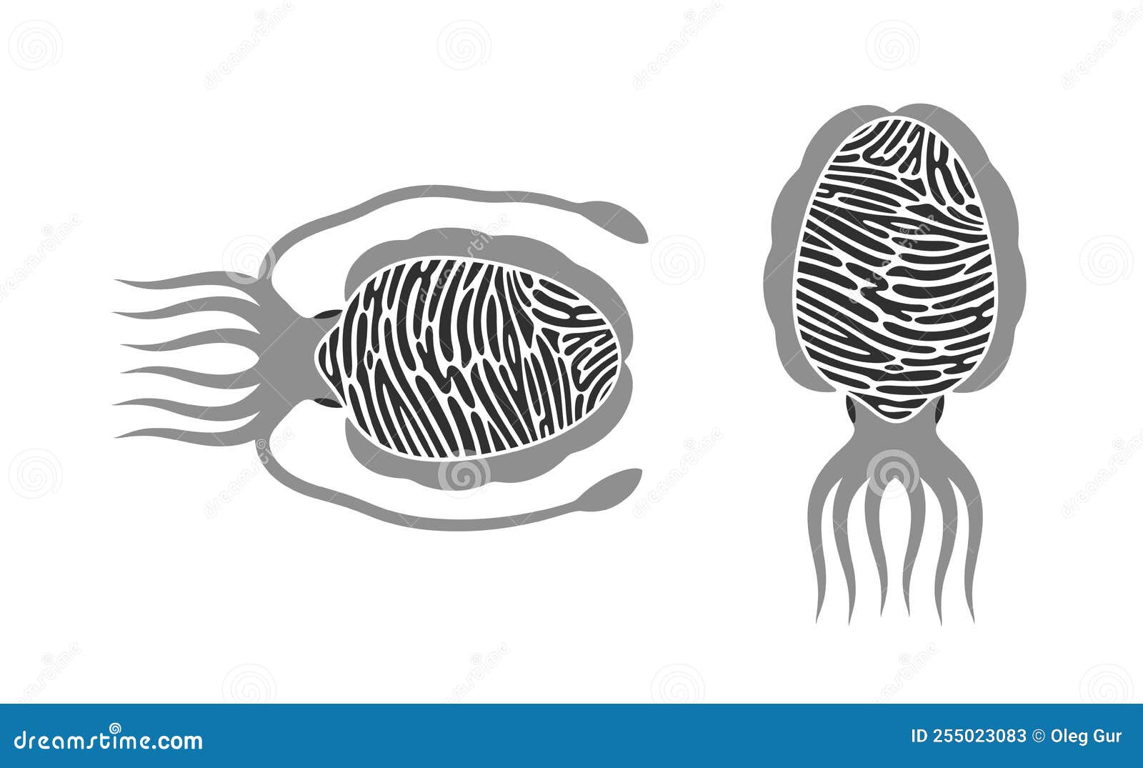 Pharaoh Cuttlefish Logo. Isolated Cuttlefish on White Background Stock ...