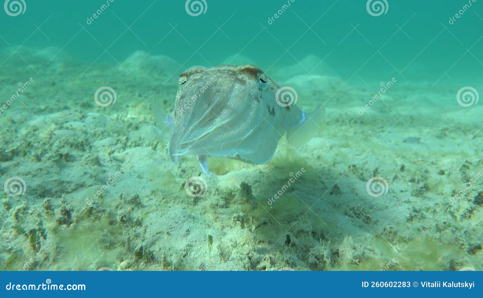 Sepia Pharaonis. Mollusks, Type of Mollusk. Head-footed Mollusks ...