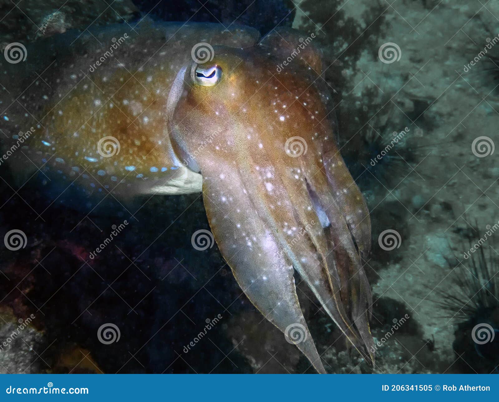 A Pharaoh Cuttlefish Sepia Pharaonis Stock Image - Image of close ...