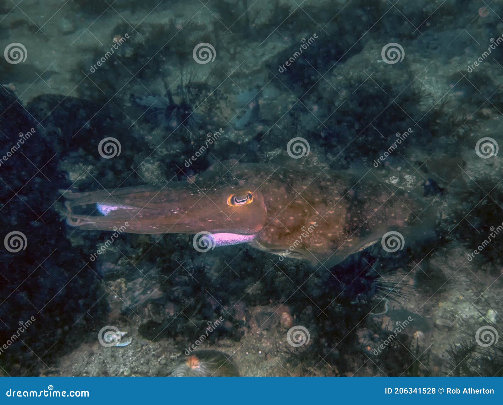 A Pharaoh Cuttlefish Sepia Pharaonis Stock Photo - Image of creature ...