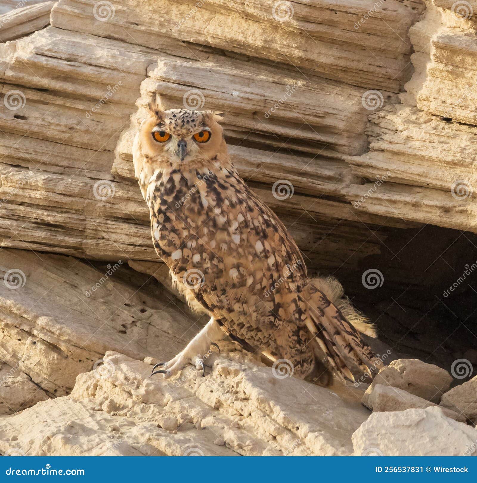 Pharaoh Eagle-owl (Bubo Ascalaphus) in a Desert Stock Image - Image of ...