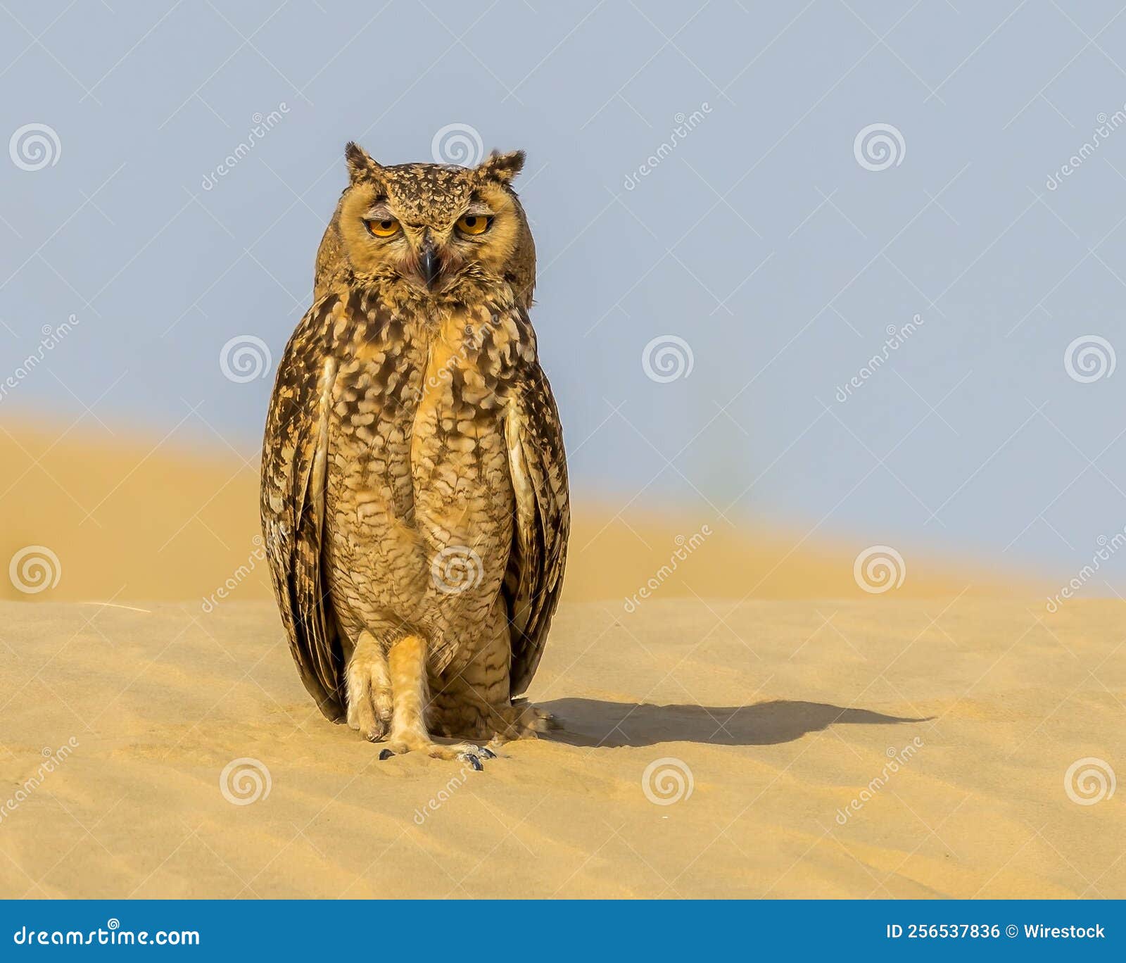 Pharaoh Eagle-owl (Bubo Ascalaphus) in a Desert Stock Photo - Image of ...