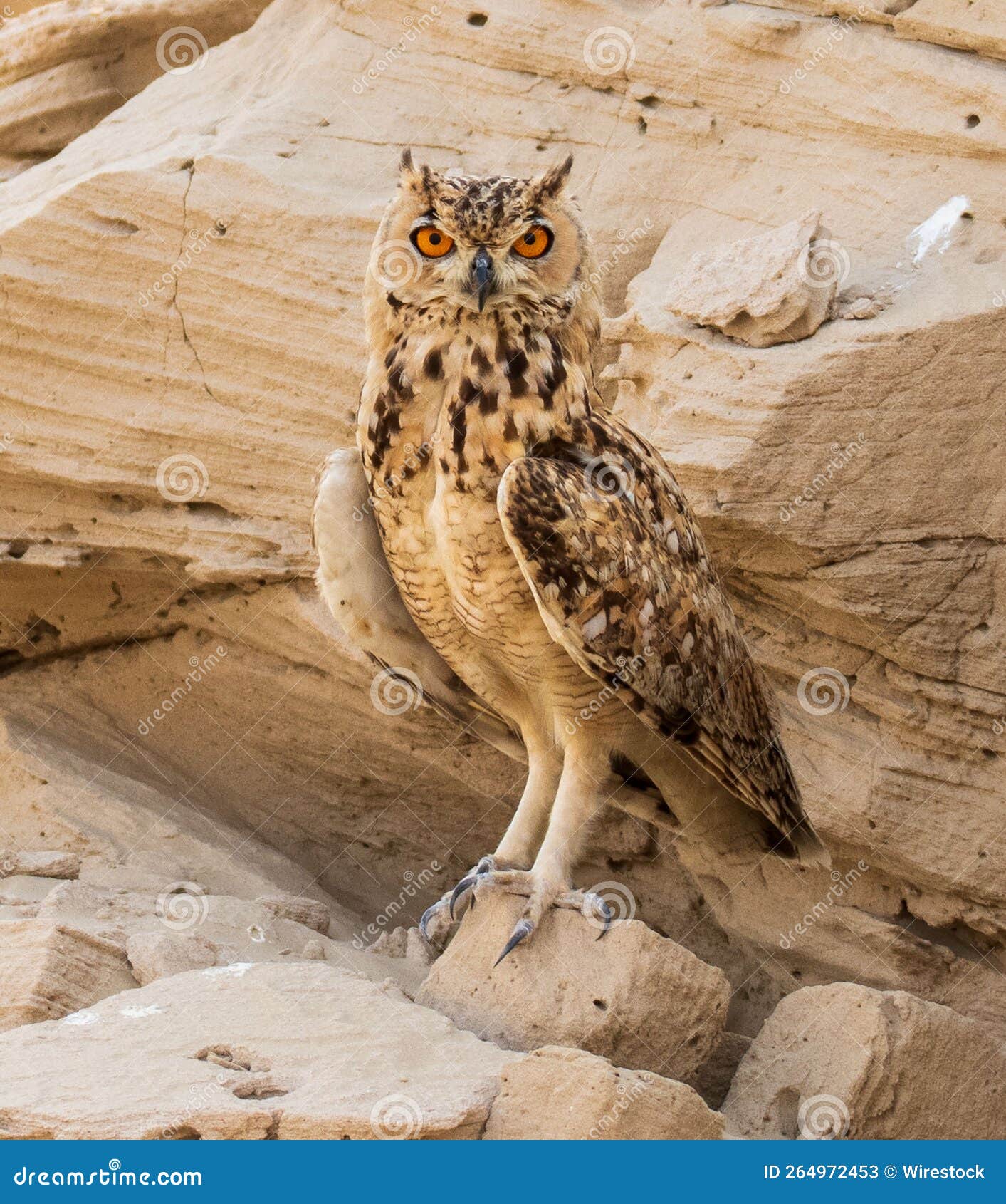 Pharaoh Eagle-owl in Dubai Desert in the Wild Stock Image - Image of ...