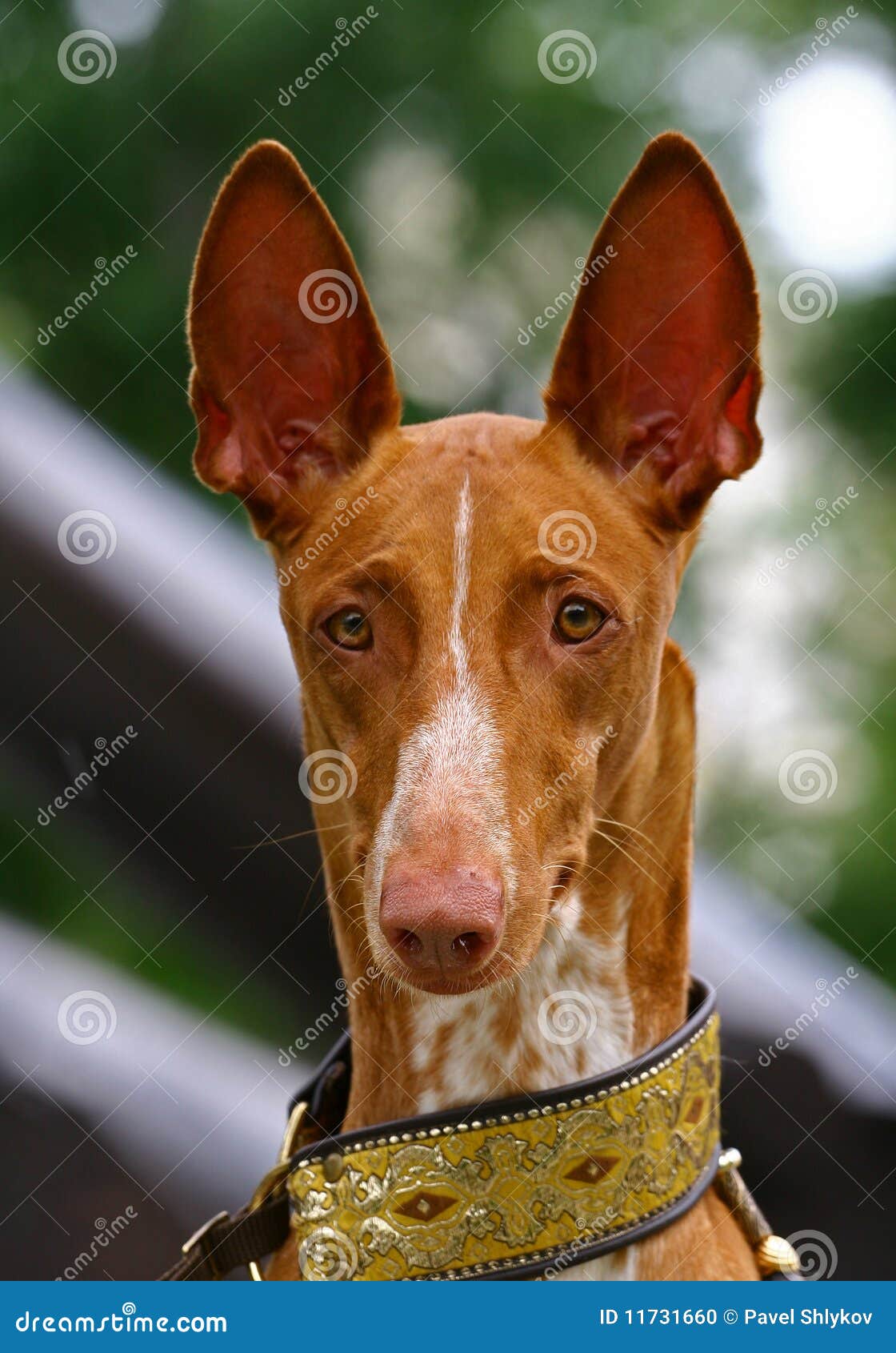 The Pharaoh Hound stock photo. Image of stack, mammal - 11731660