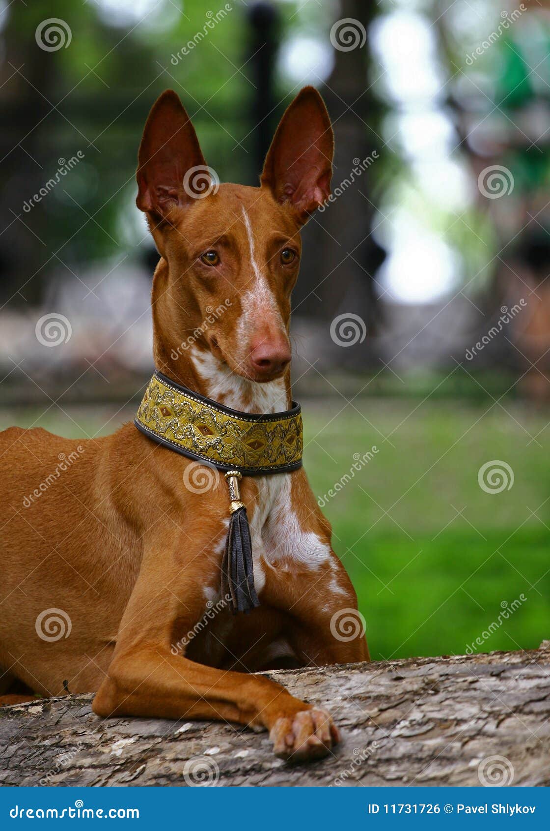 Pharaoh hound stock photo. Image of girls, lassie, pharaoh - 11731726