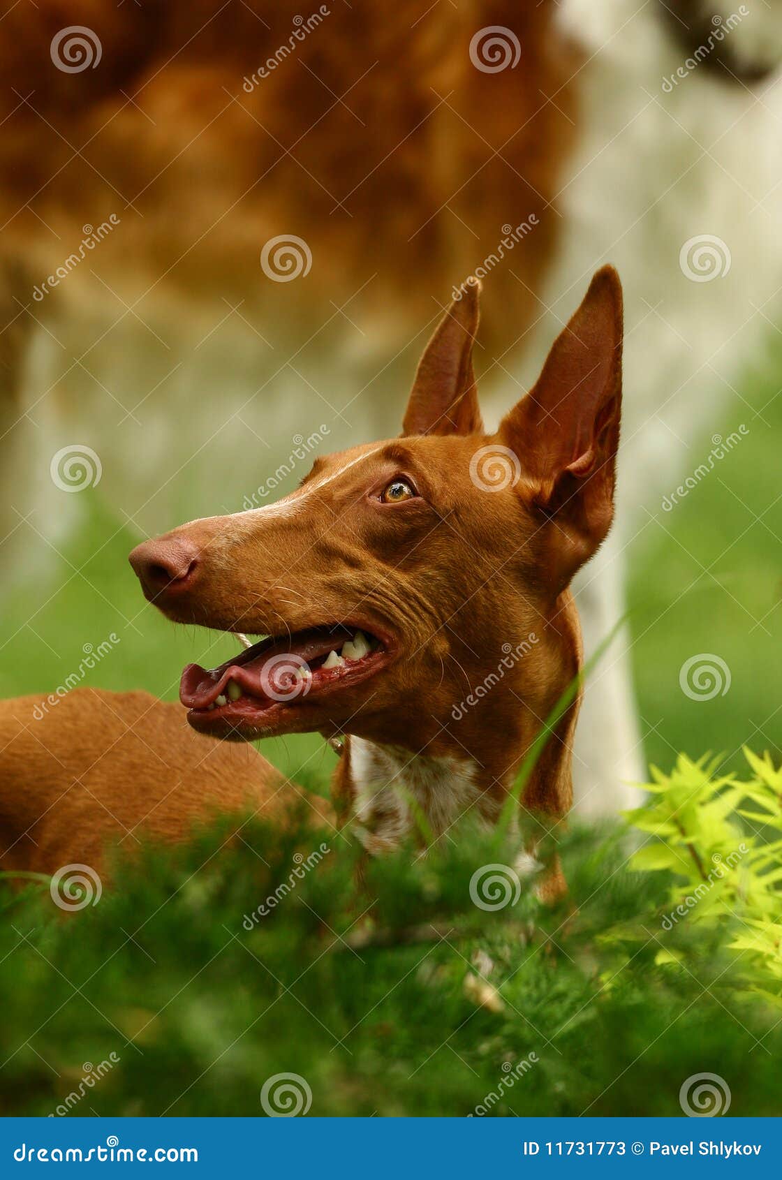 Pharaoh hound stock image. Image of listening, green - 11731773