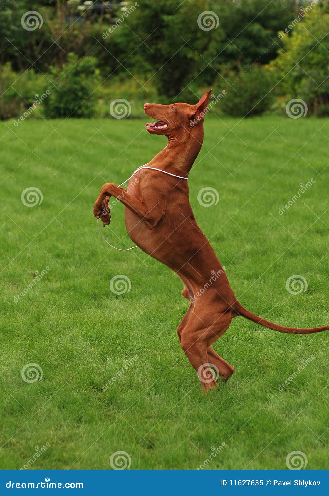 Pharaoh Hound Dancing on a Green Grass Stock Image - Image of pedigree ...