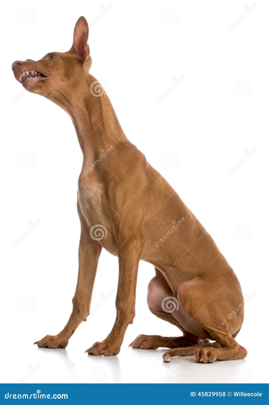 Pharaoh hound stock photo. Image of mouth, puppy, loyal - 45829958
