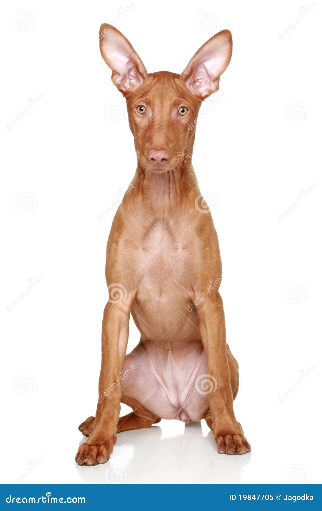 White Pharaoh Hound