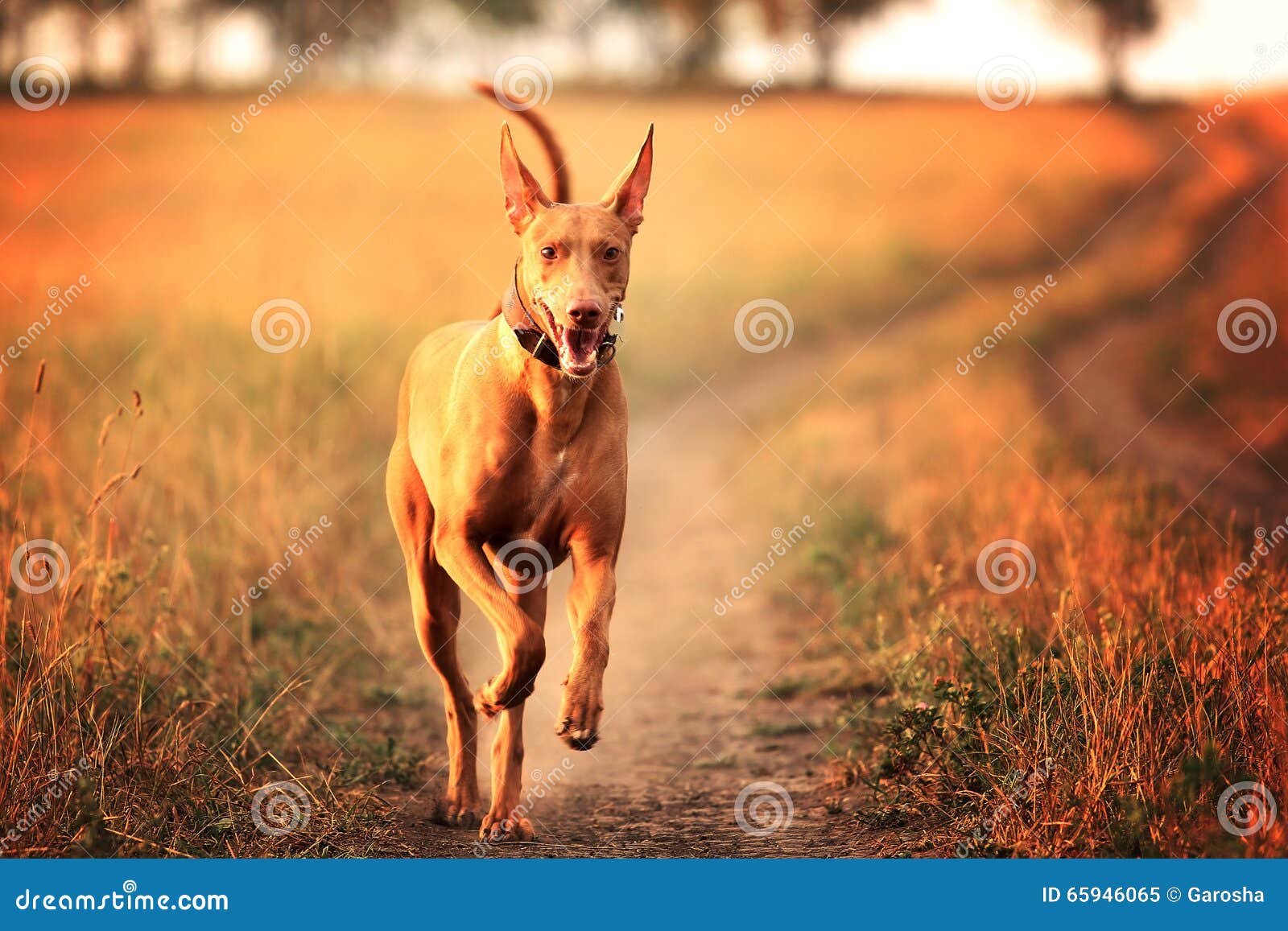 Pharaoh hound stock image. Image of footpath, gallop - 65946065