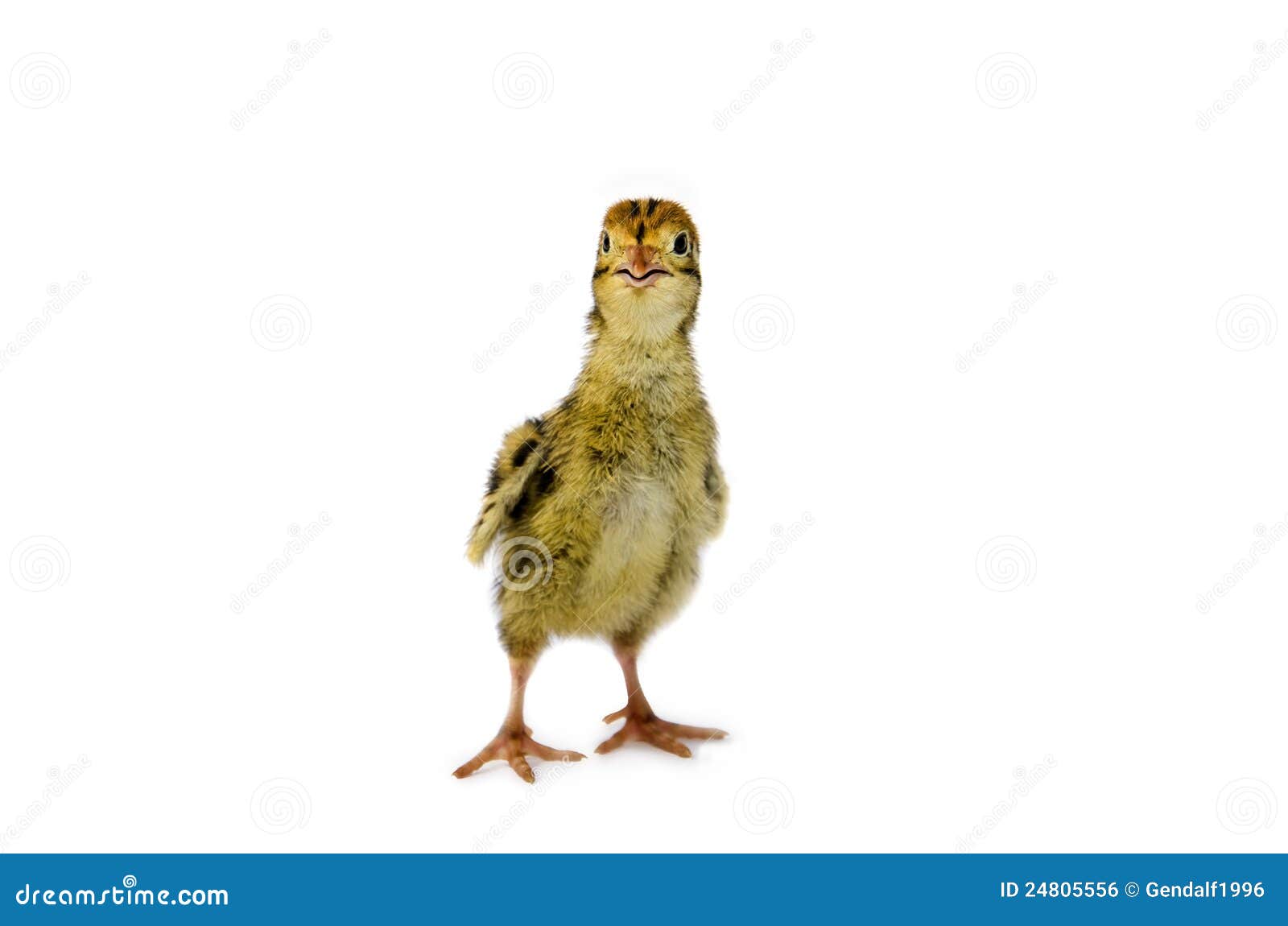 Pharaoh quail species stock photo. Image of golden, yellow - 24805556